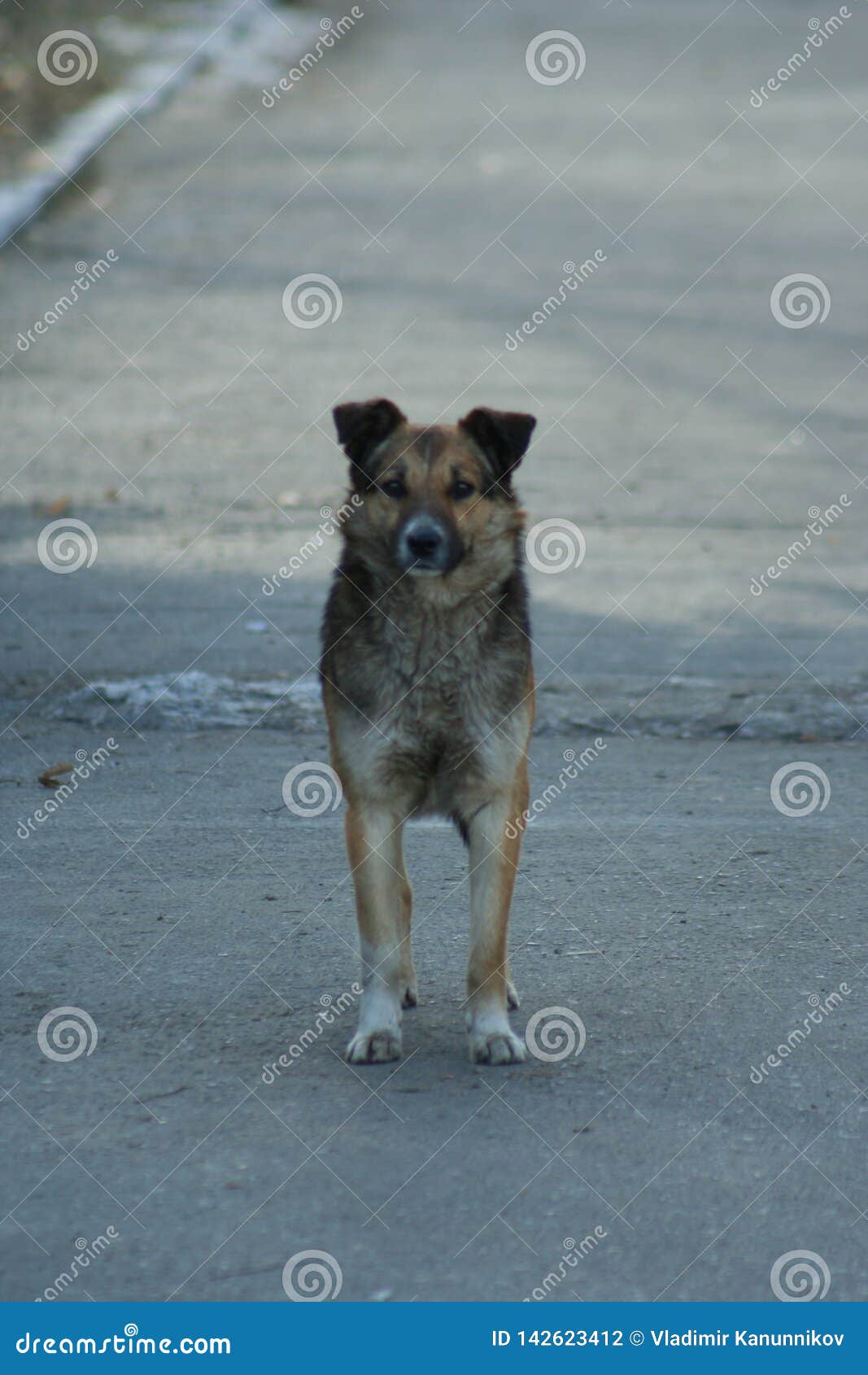 Dog on the road stock photo. Image of gray, spring, vertical - 142623412