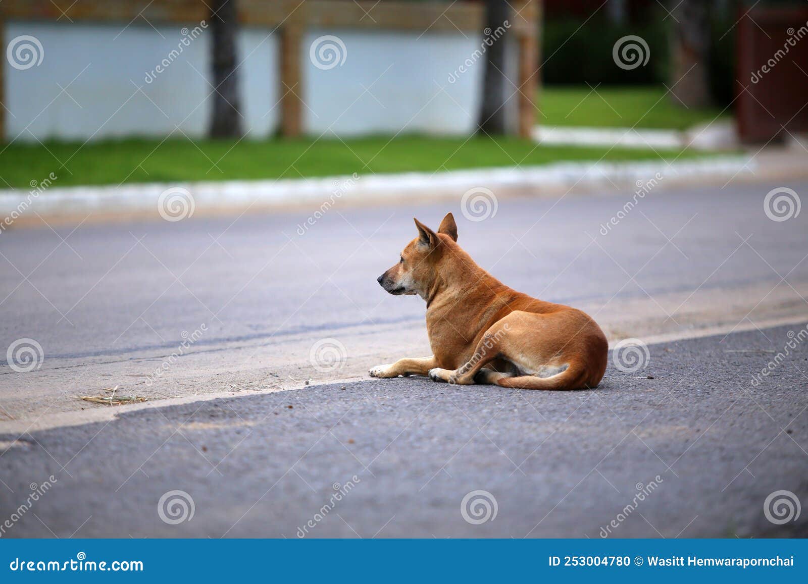 Dog beside the road. stock photo. Image of lying, mixed - 253004780