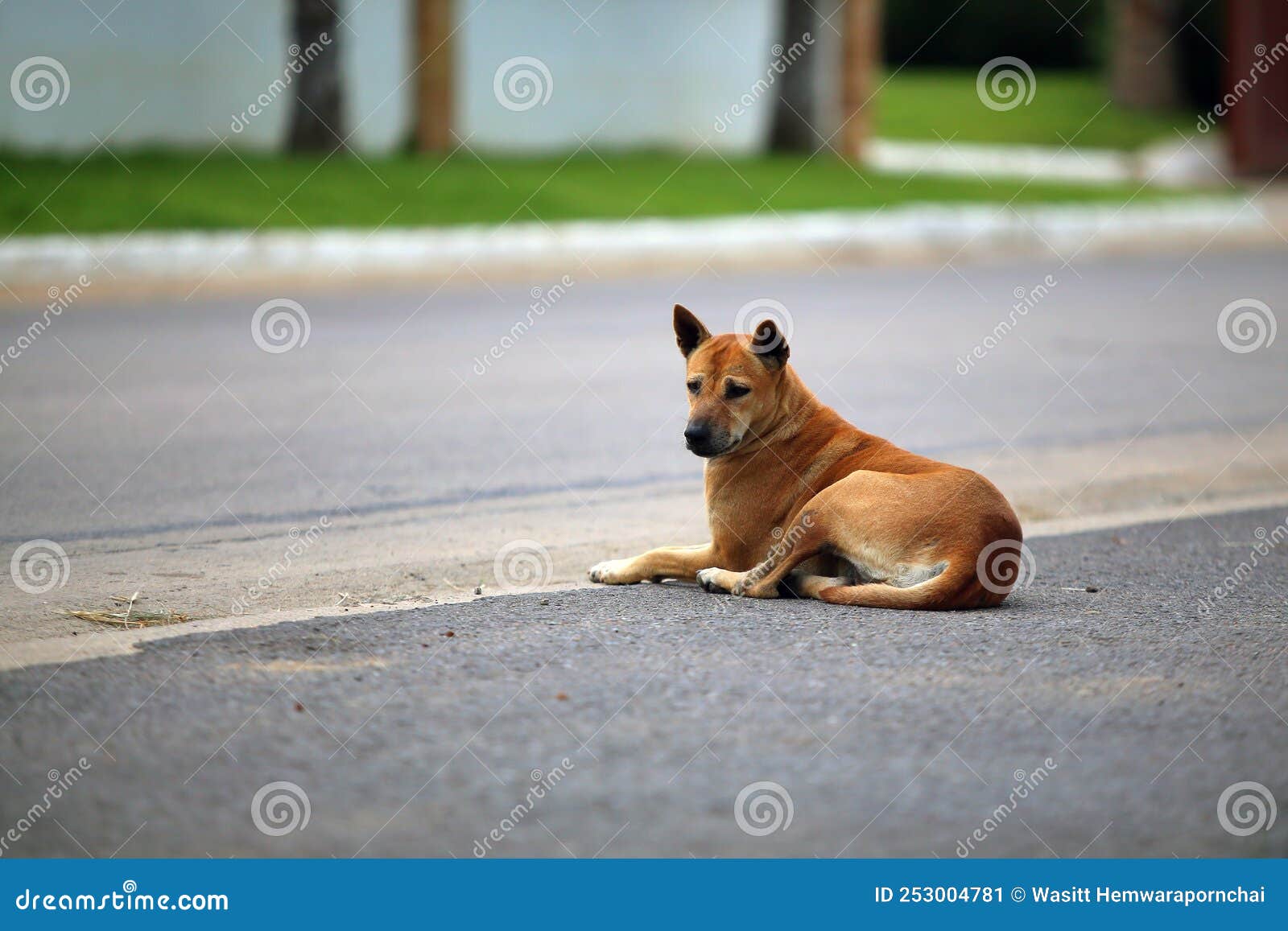 Dog beside the road. stock image. Image of asphalt, transportation ...
