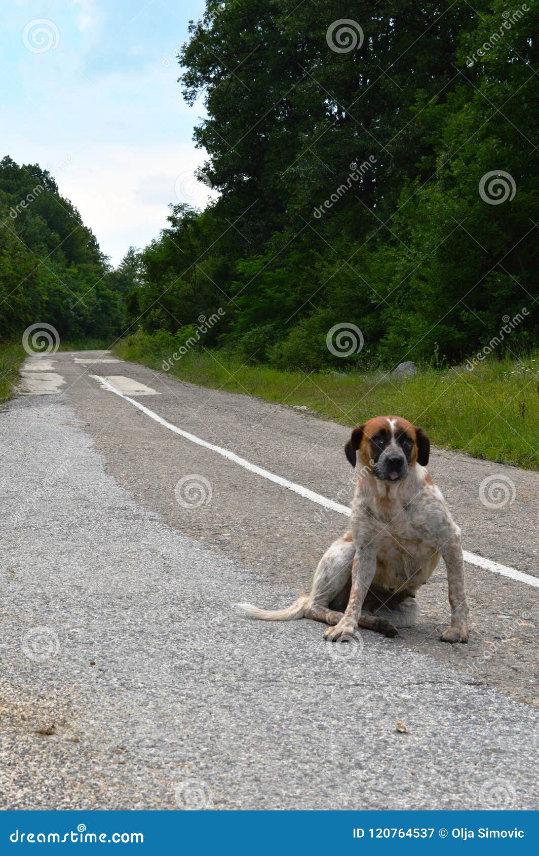 Dog on the road stock image. Image of color, tree, animal - 120764537