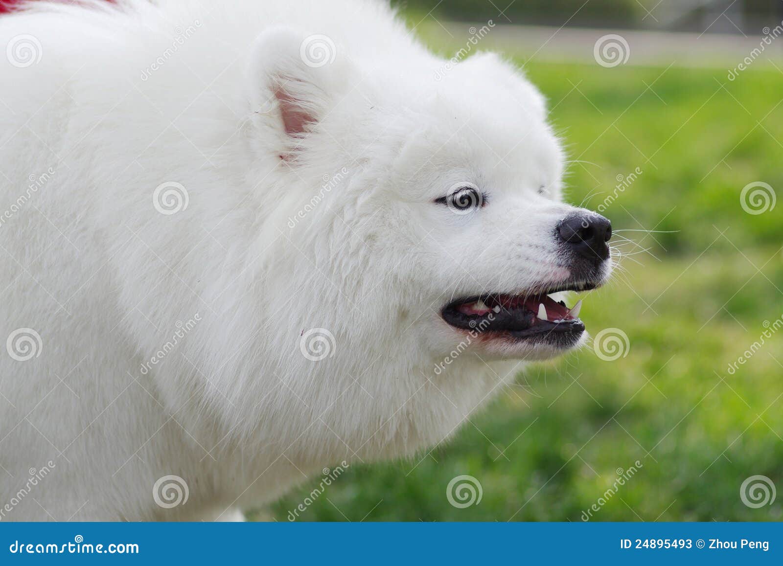 Dog roar stock image. Image of bred, animals, canine - 24895493