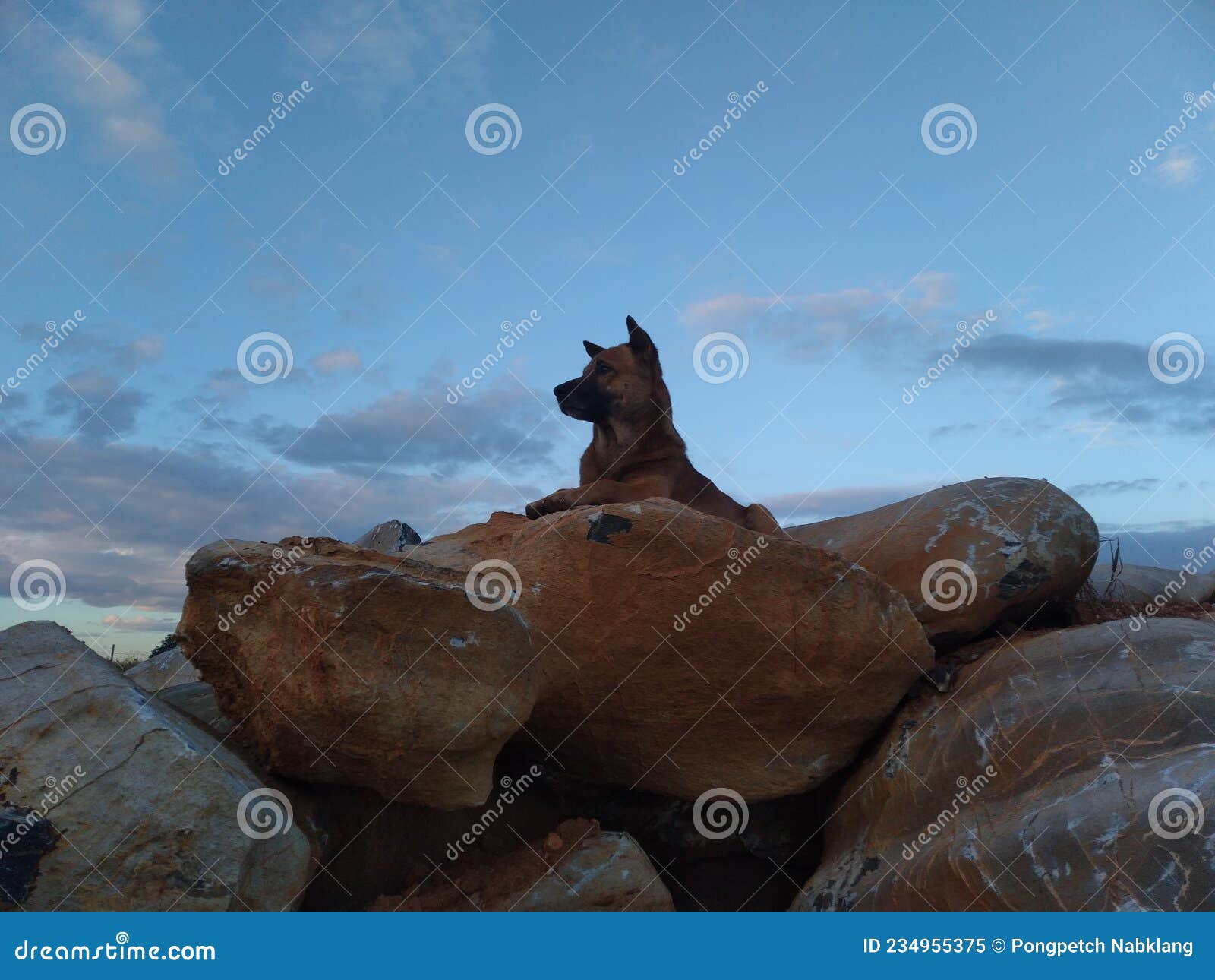 Dog on rock stock image. Image of wood, monument, landscape - 234955375