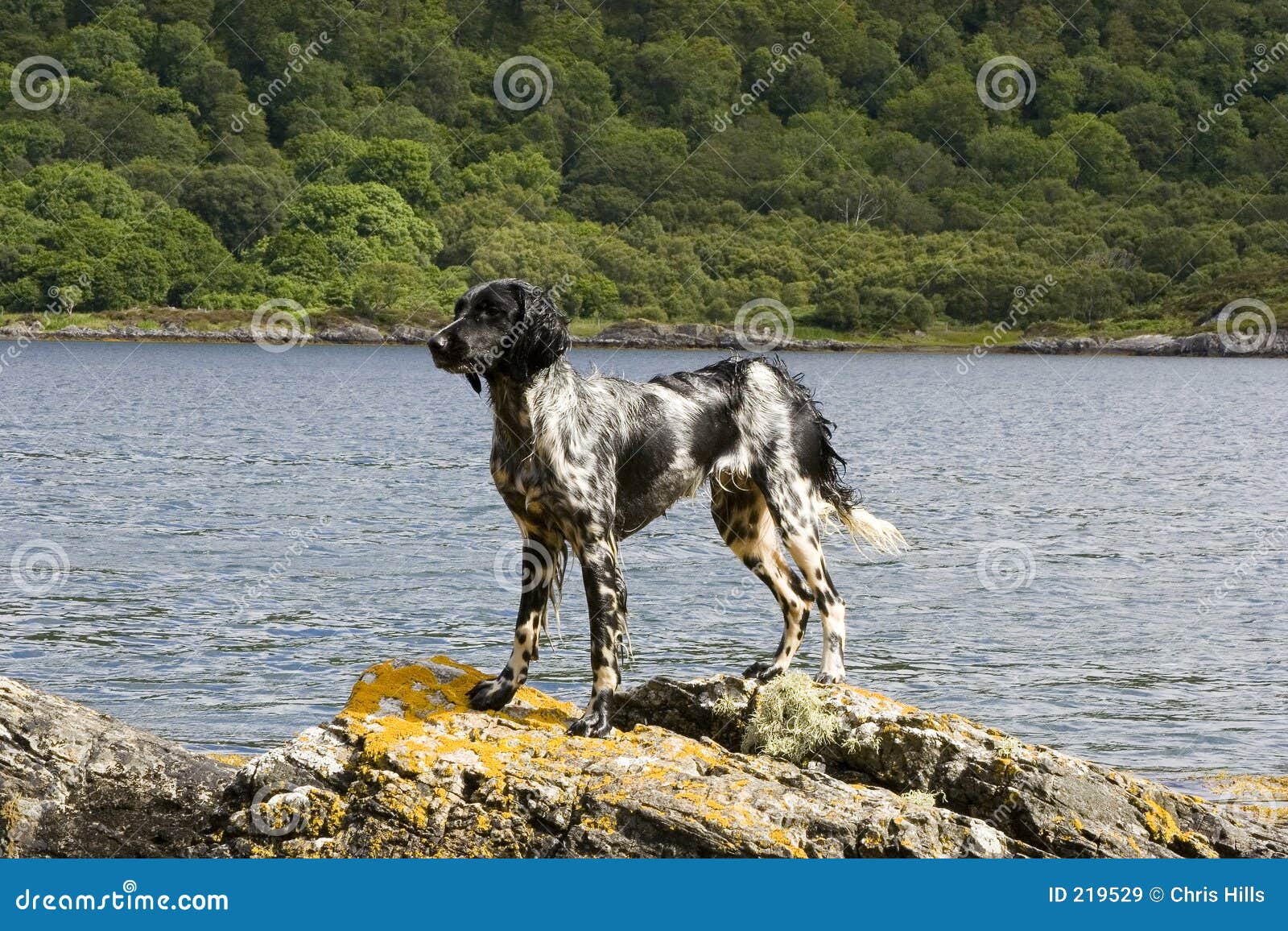Dog on the Rocks stock image. Image of horizontal, spot - 219529