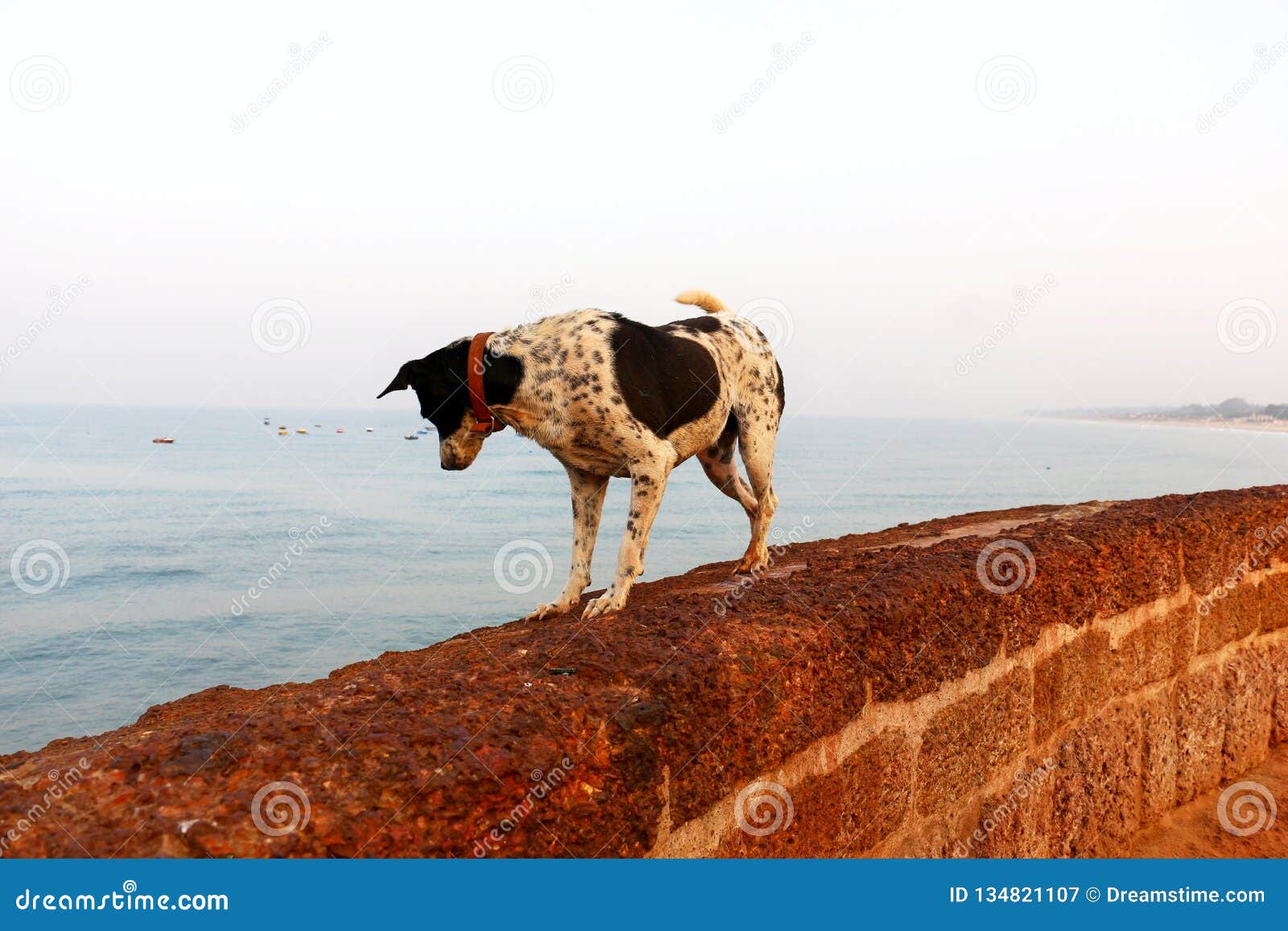 Dog on the Rocks in the Fortress of India Stock Image - Image of ...