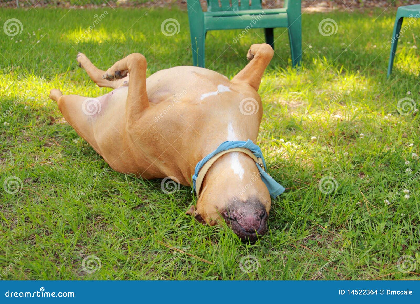 Dog roll over stock photo. Image of play, watch, protecter - 14522364