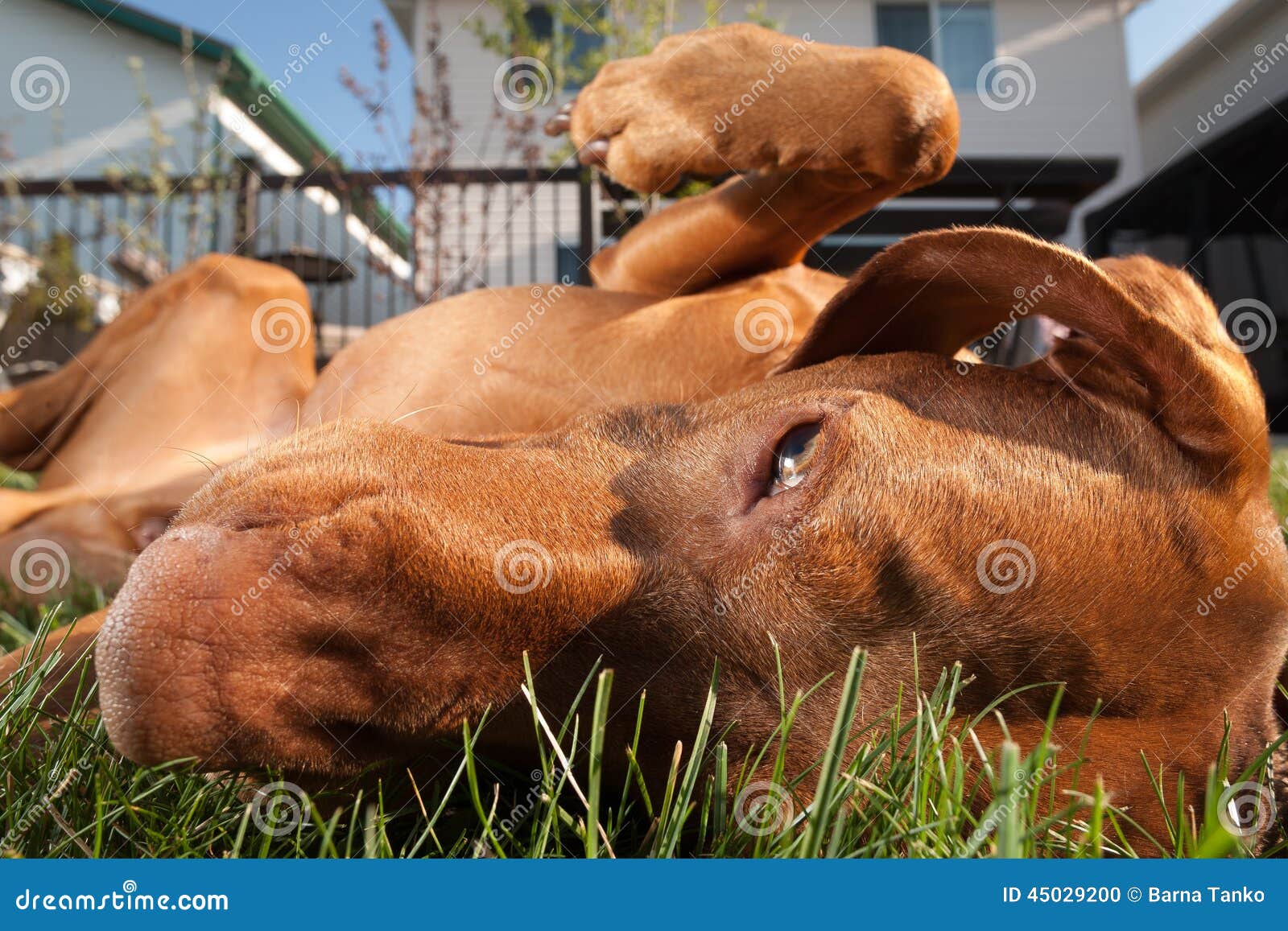 Dog rolled over in grass stock photo. Image of breed - 45029200