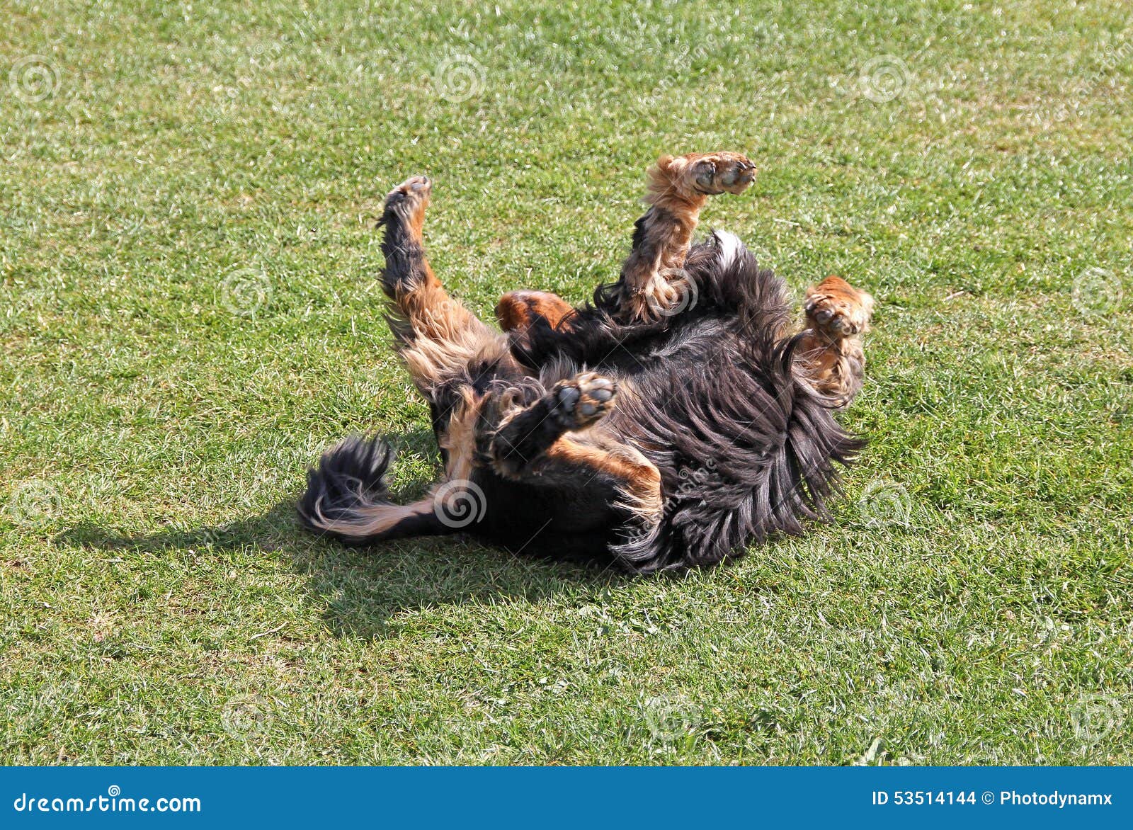Dog rolling around stock photo. Image of back, clever - 53514144