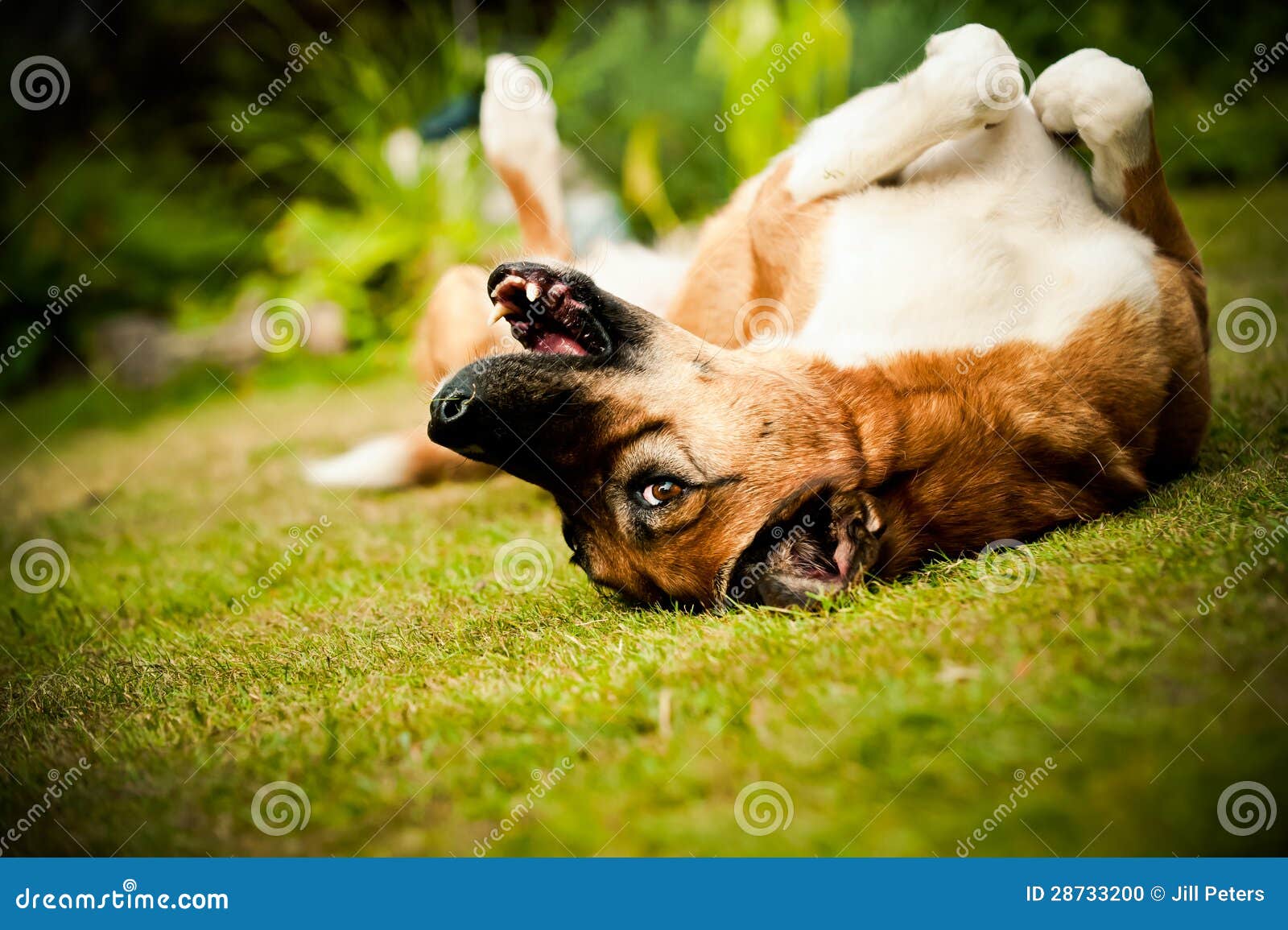 Dog rolling on grass stock photo. Image of energy, playful - 28733200