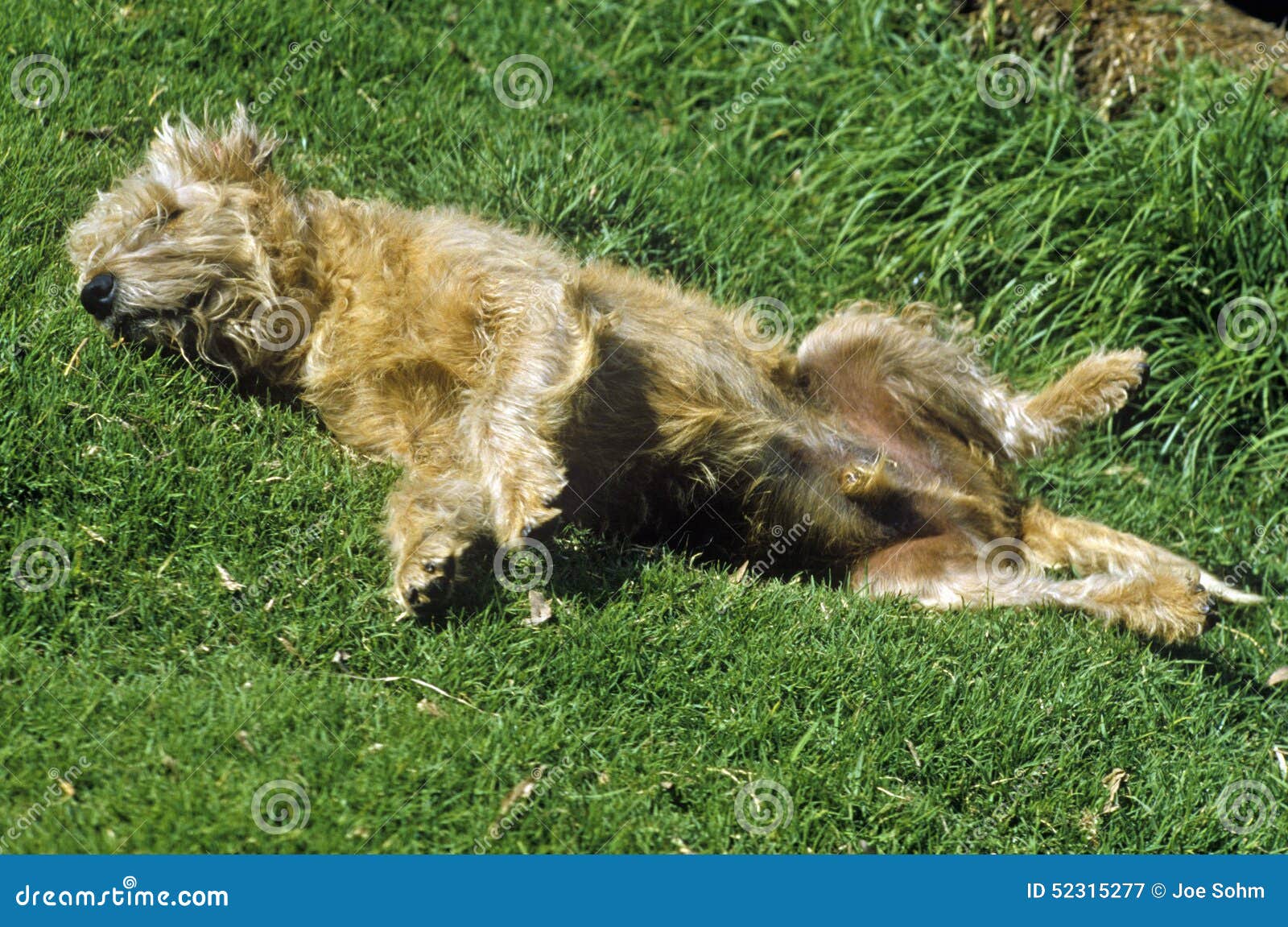 Dog rolling in grass stock image. Image of roll, comfortable - 52315277