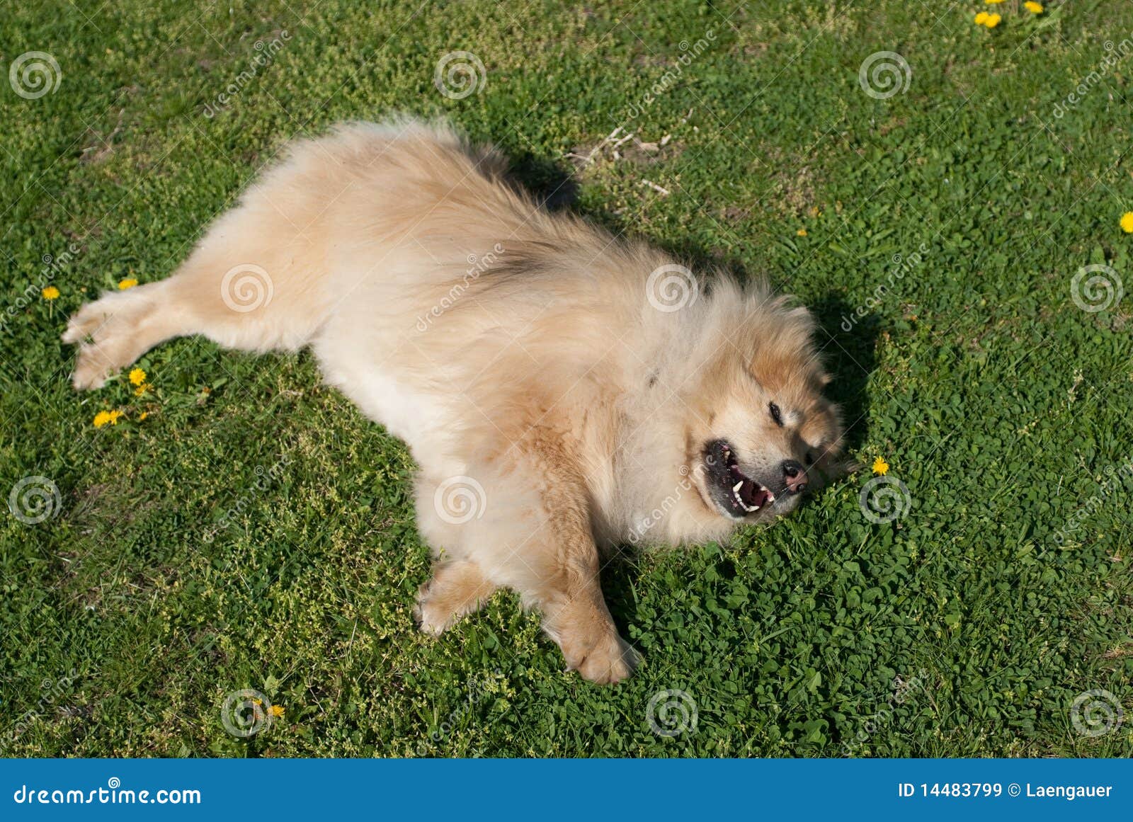 Dog Rolling Outside in the Grass Stock Image - Image of devotion ...