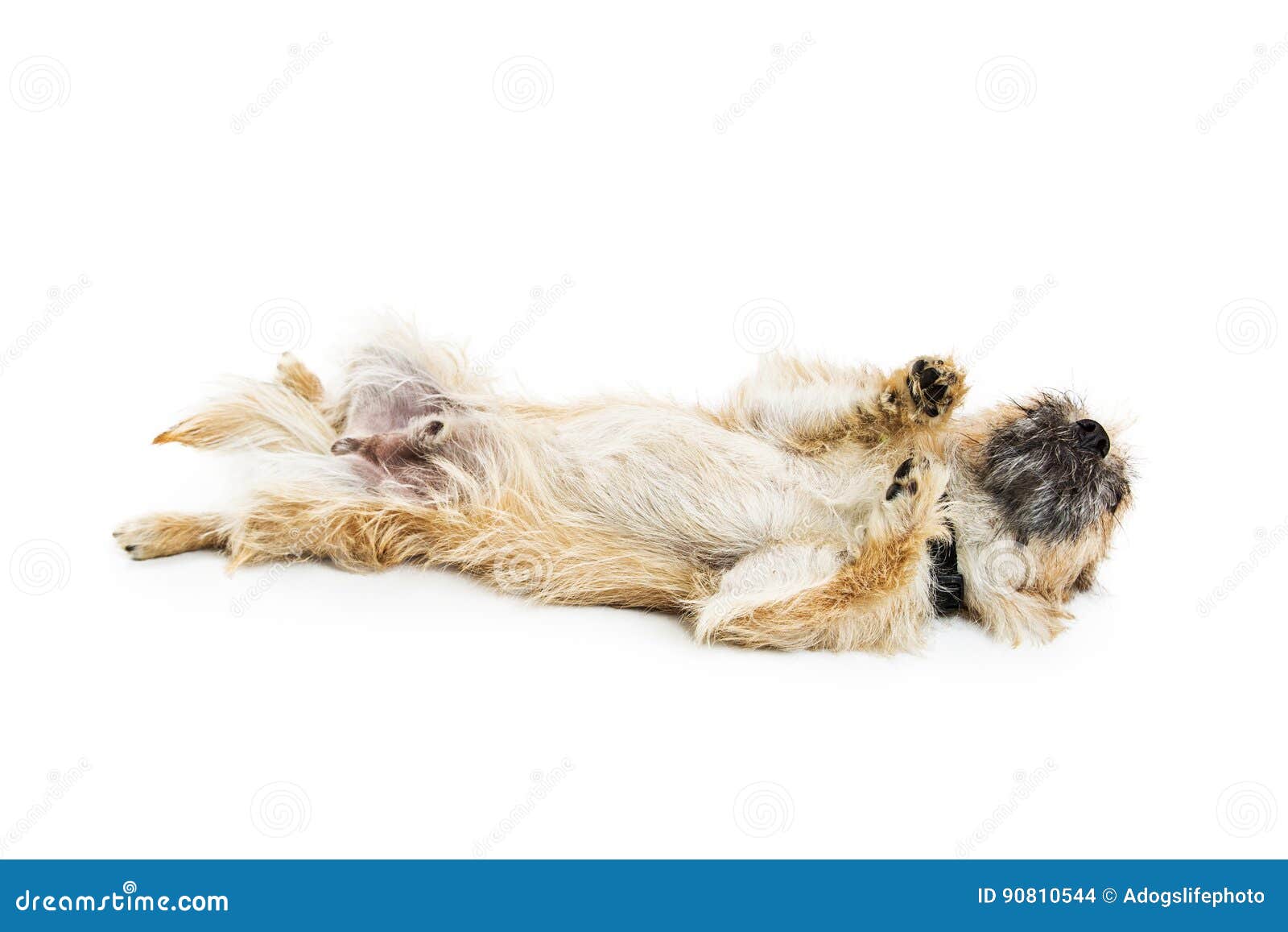 Dog Rolling Over on Back stock photo. Image of obedience - 90810544