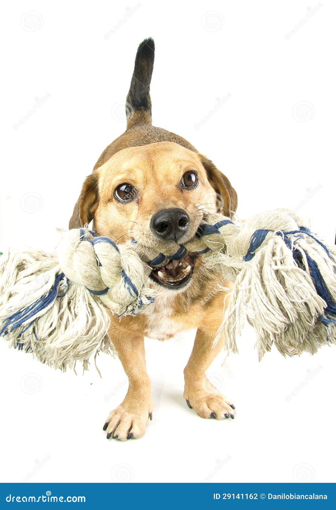 Dog and rope stock photo. Image of bull, canine, expression - 29141162