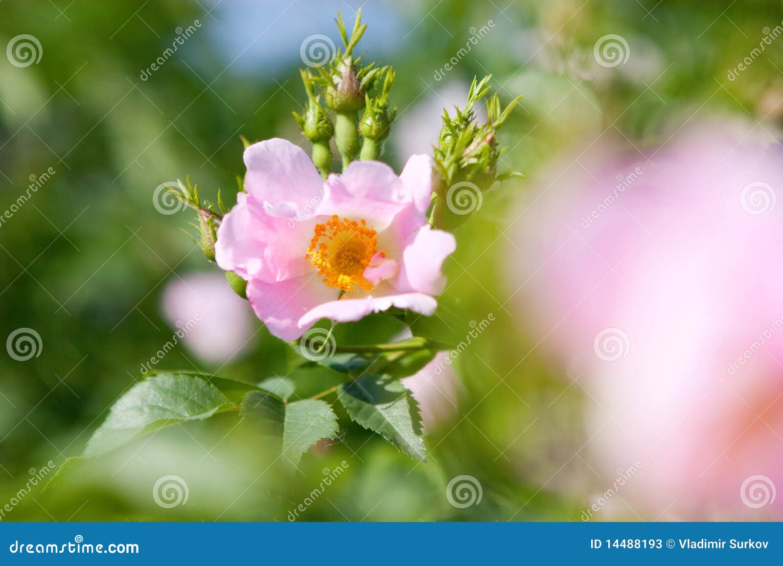 A dog-rose stock image. Image of blossom, flower, petals - 14488193