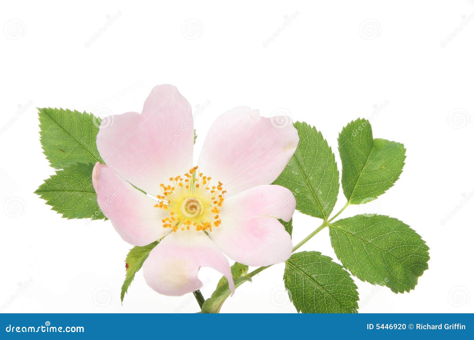 Dog rose stock photo. Image of stamen, pistol, leaf, wild - 5446920