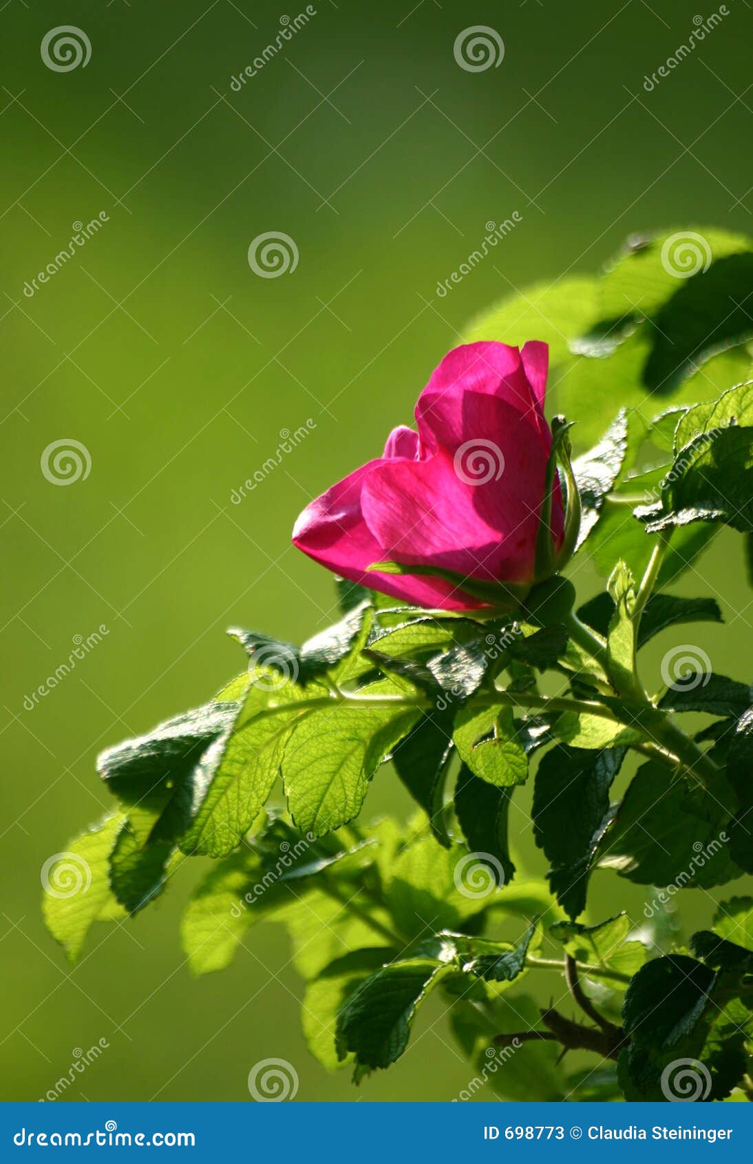 Dog rose stock image. Image of floral, sunny, botanical - 698773