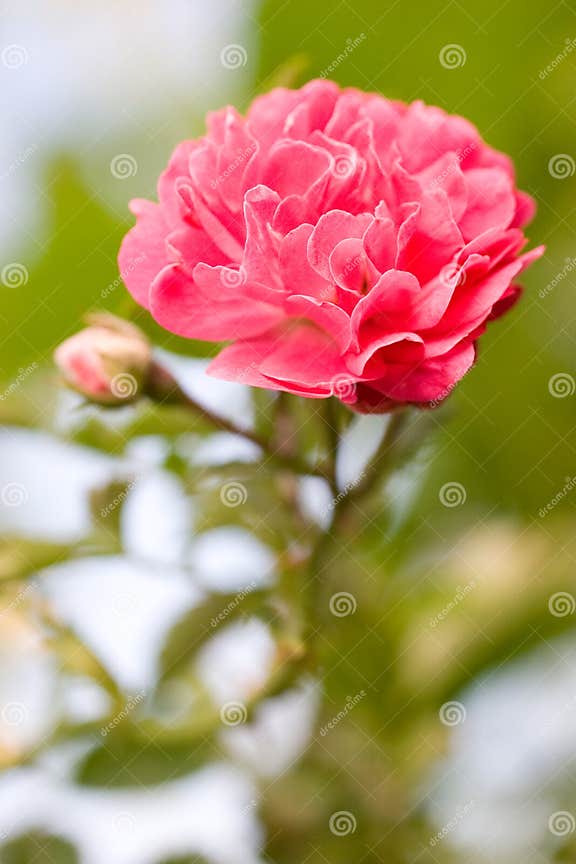 Dog rose stock image. Image of lush, medical, outdoor - 9970503