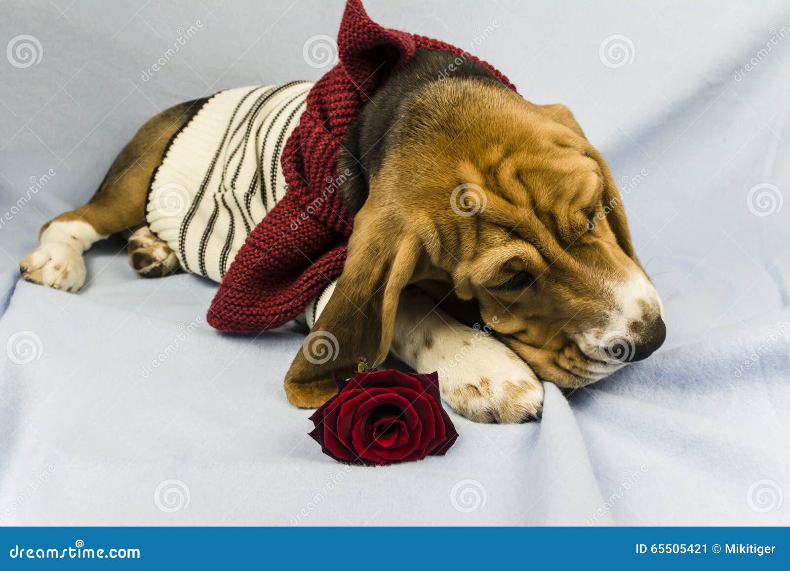 Dog and Rose stock image. Image of scarf, beagle, flower - 65505421
