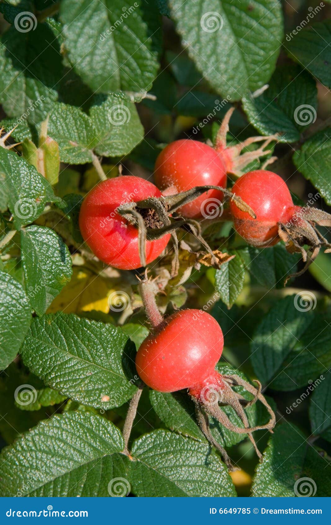 Dog rose berries stock image. Image of garden, macro, homopatisch - 6649785