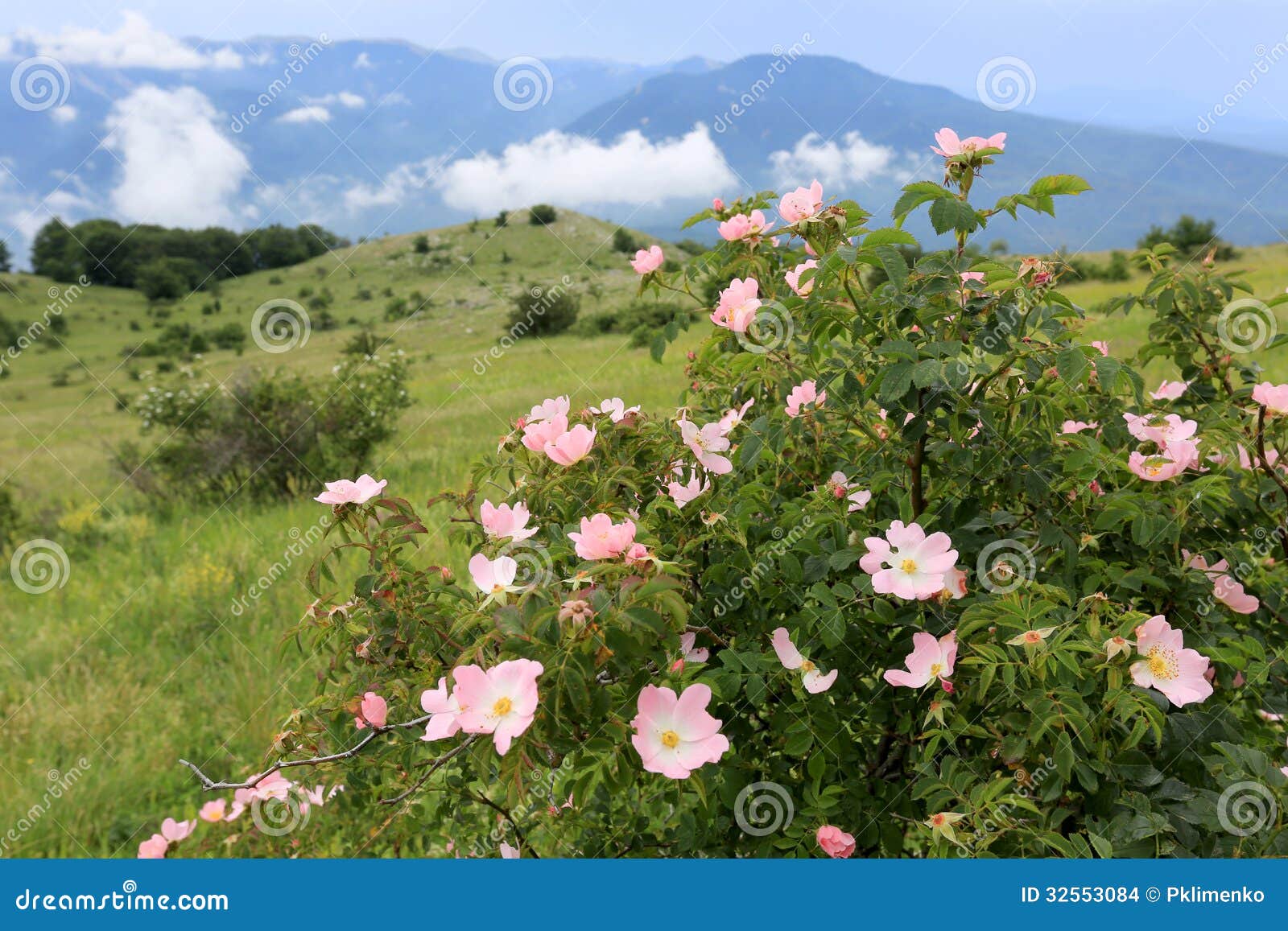Dog rose bush in mountains stock photo. Image of branch - 32553084