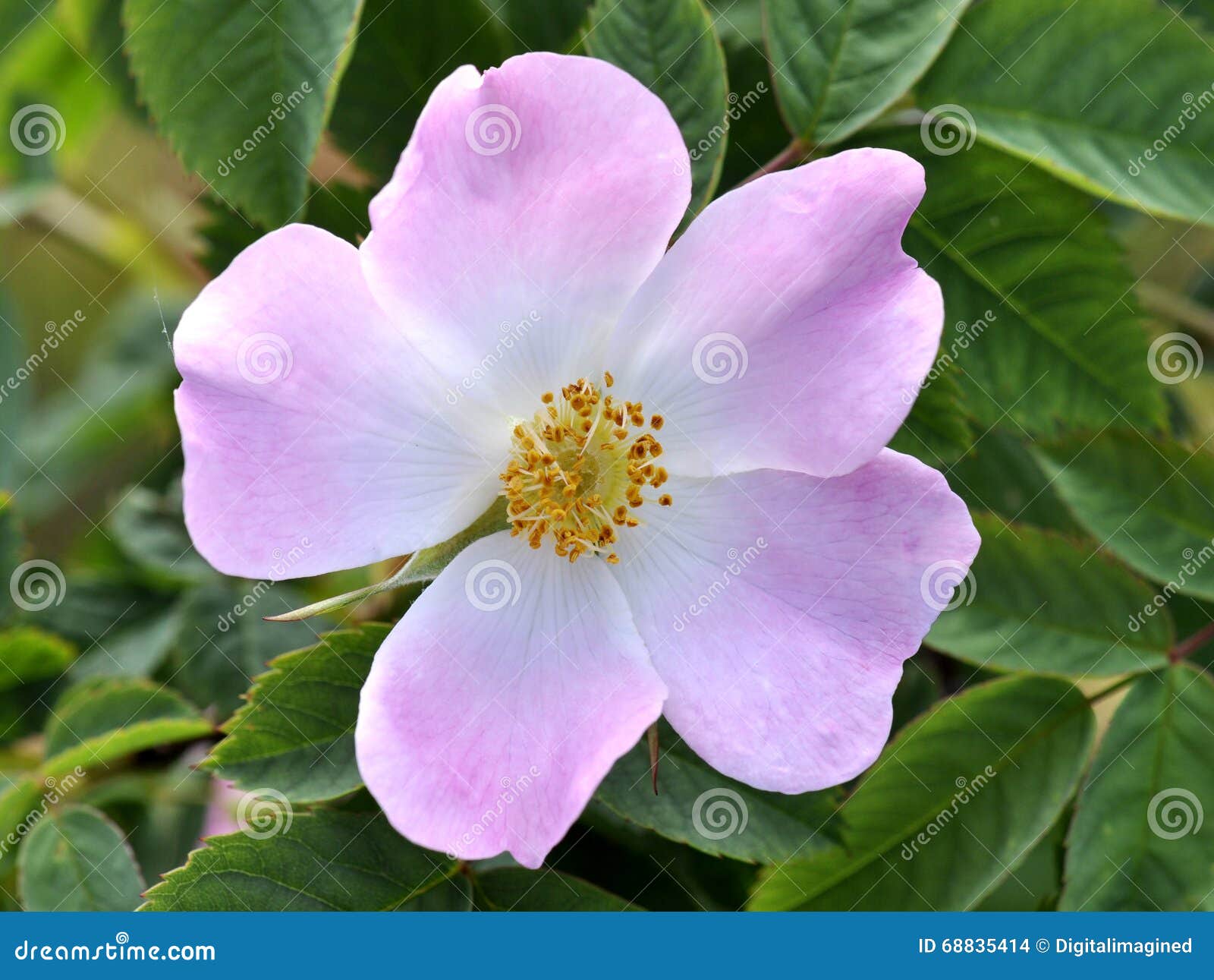 Dog-rose flower stock photo. Image of flower, pollen - 68835414