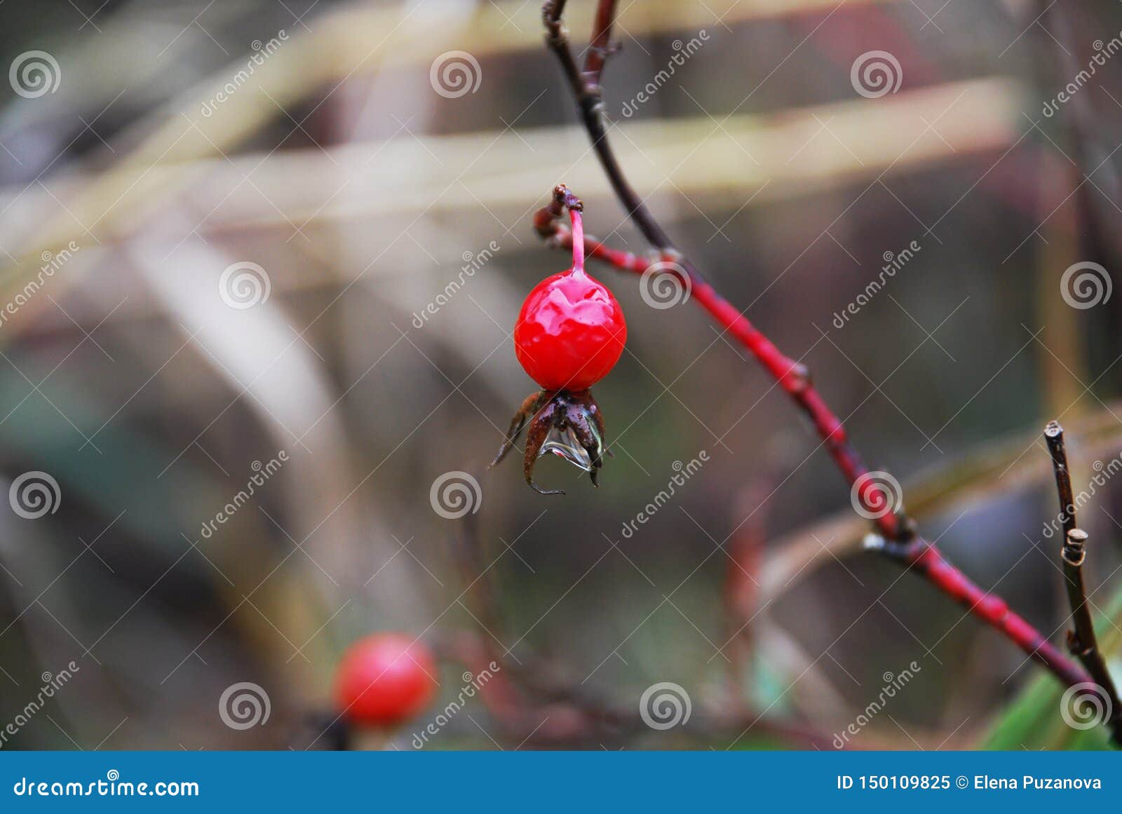 Dog Rose Fruit Rosa Canina in a Forest Autumn Stock Image - Image of ...