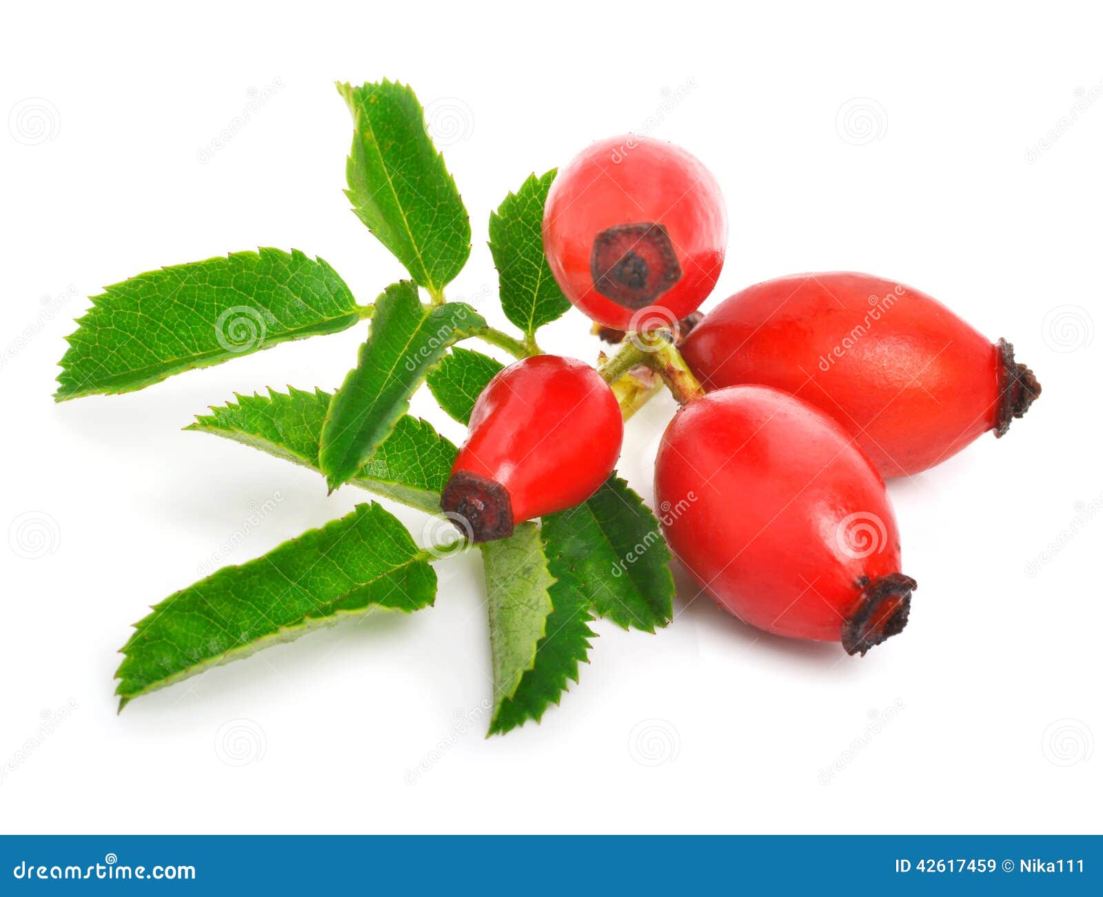 Dog rose with leaves stock image. Image of copy, medicine - 42617459