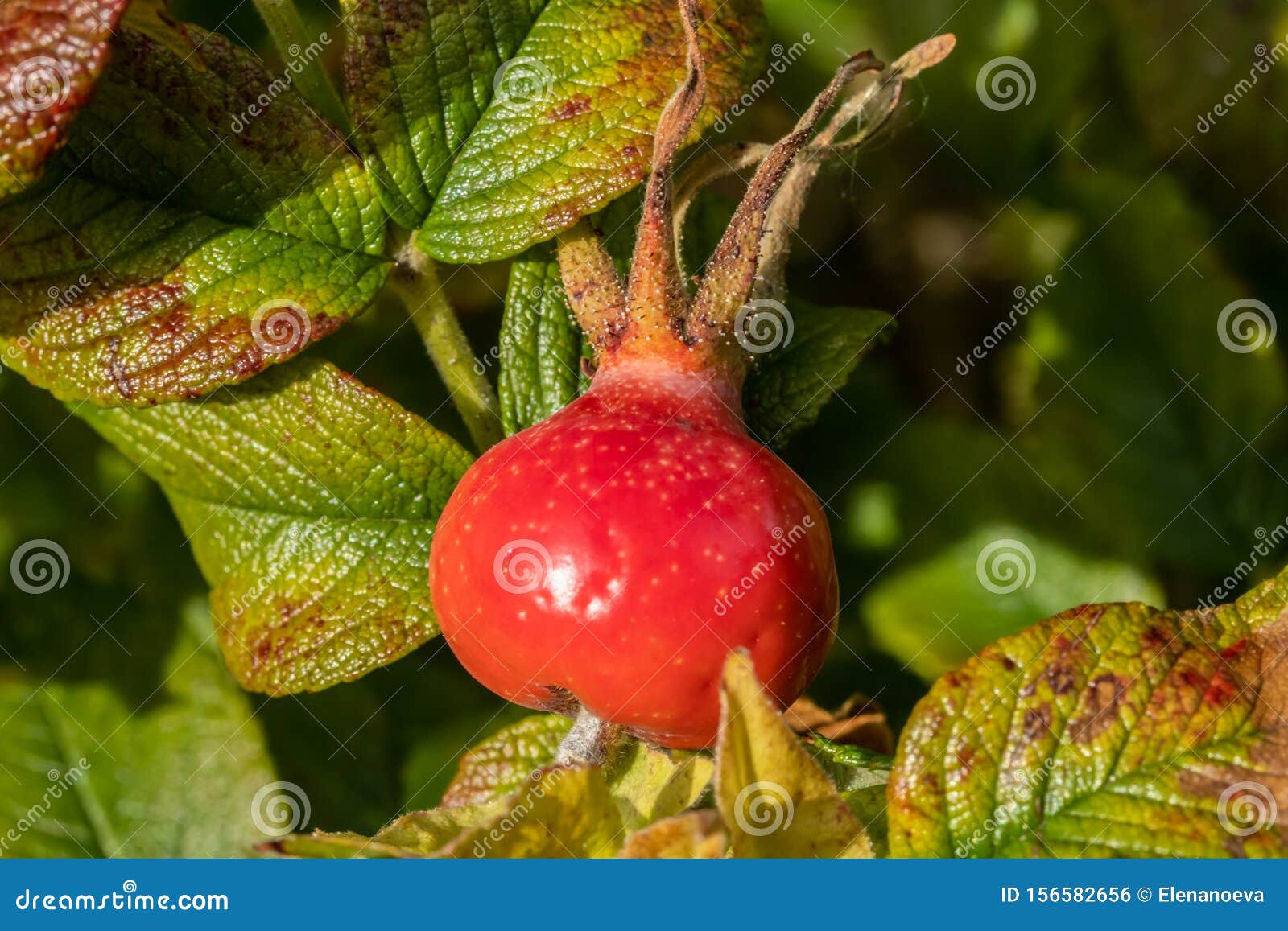 Dog-rose Red Berries in Park at Summer Stock Photo - Image of herbal ...