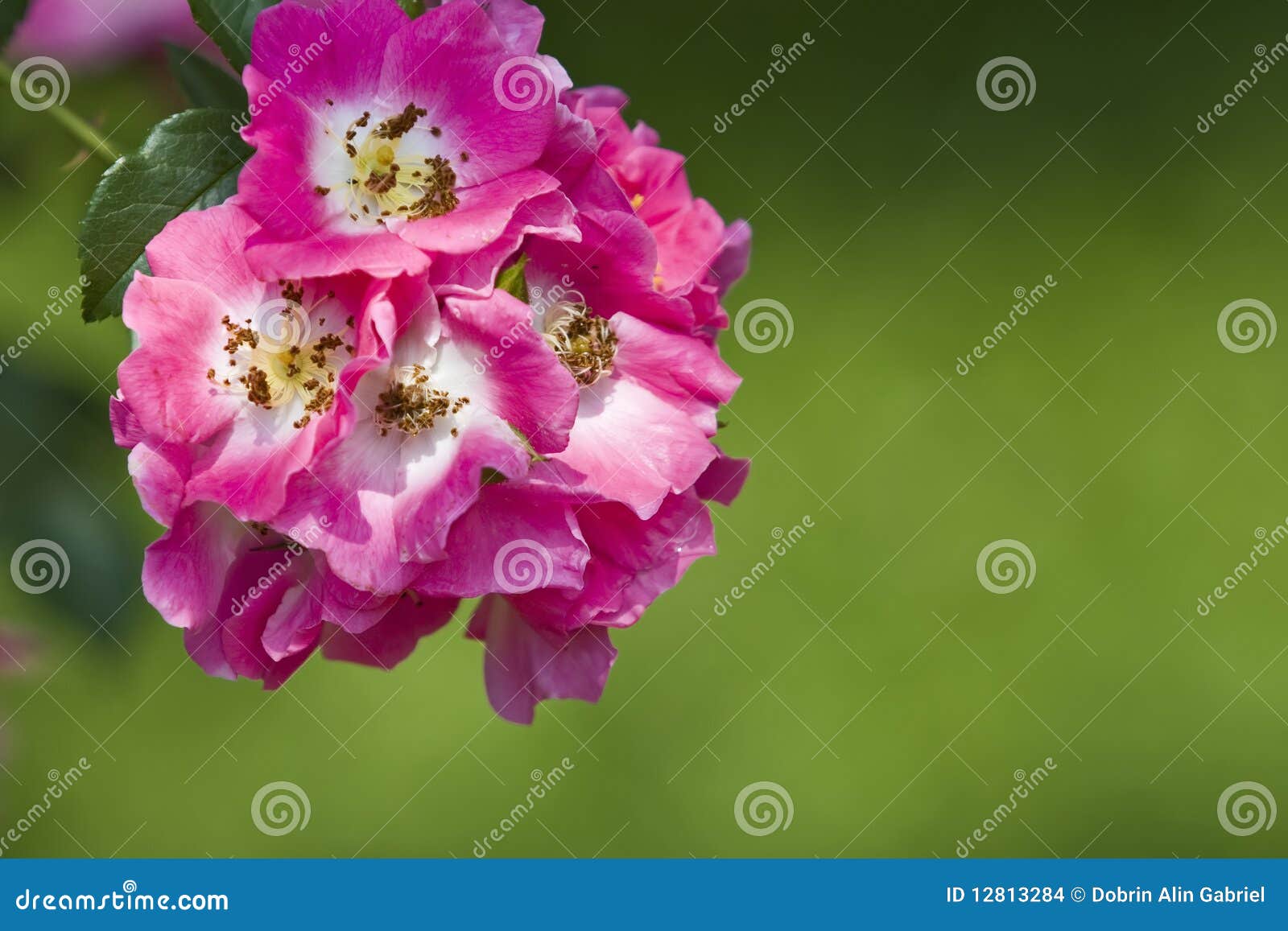 Dog Rose Rosa Canina Flowers Stock Photo - Image of close, medicine ...
