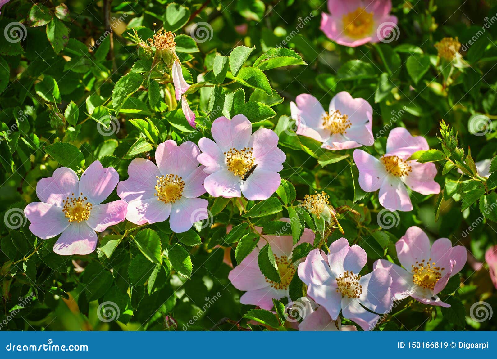 Dog Rose Rosa Canina Flowers in Springtime Stock Image - Image of ...