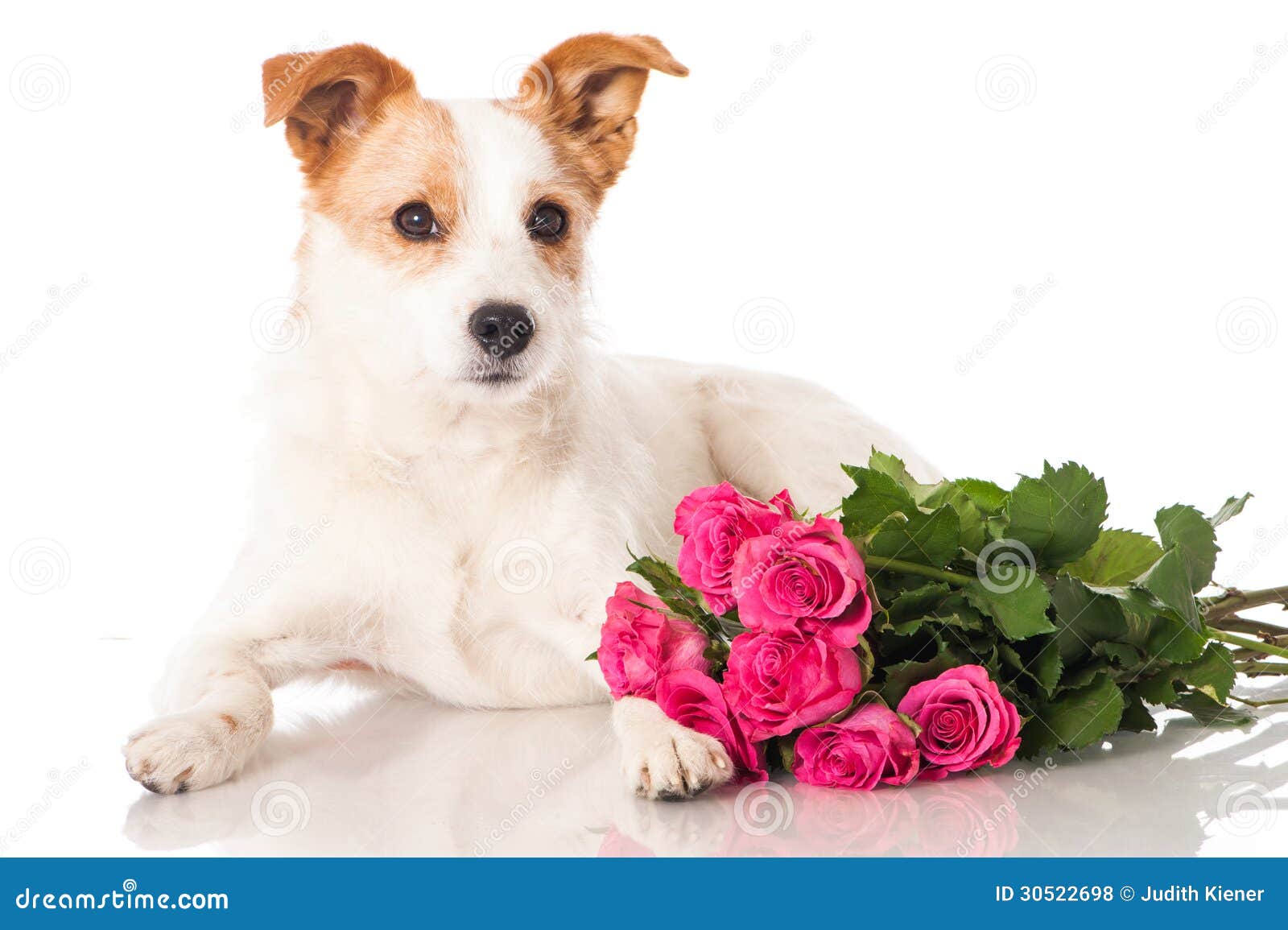 Dog with roses stock photo. Image of holiday, flower - 30522698