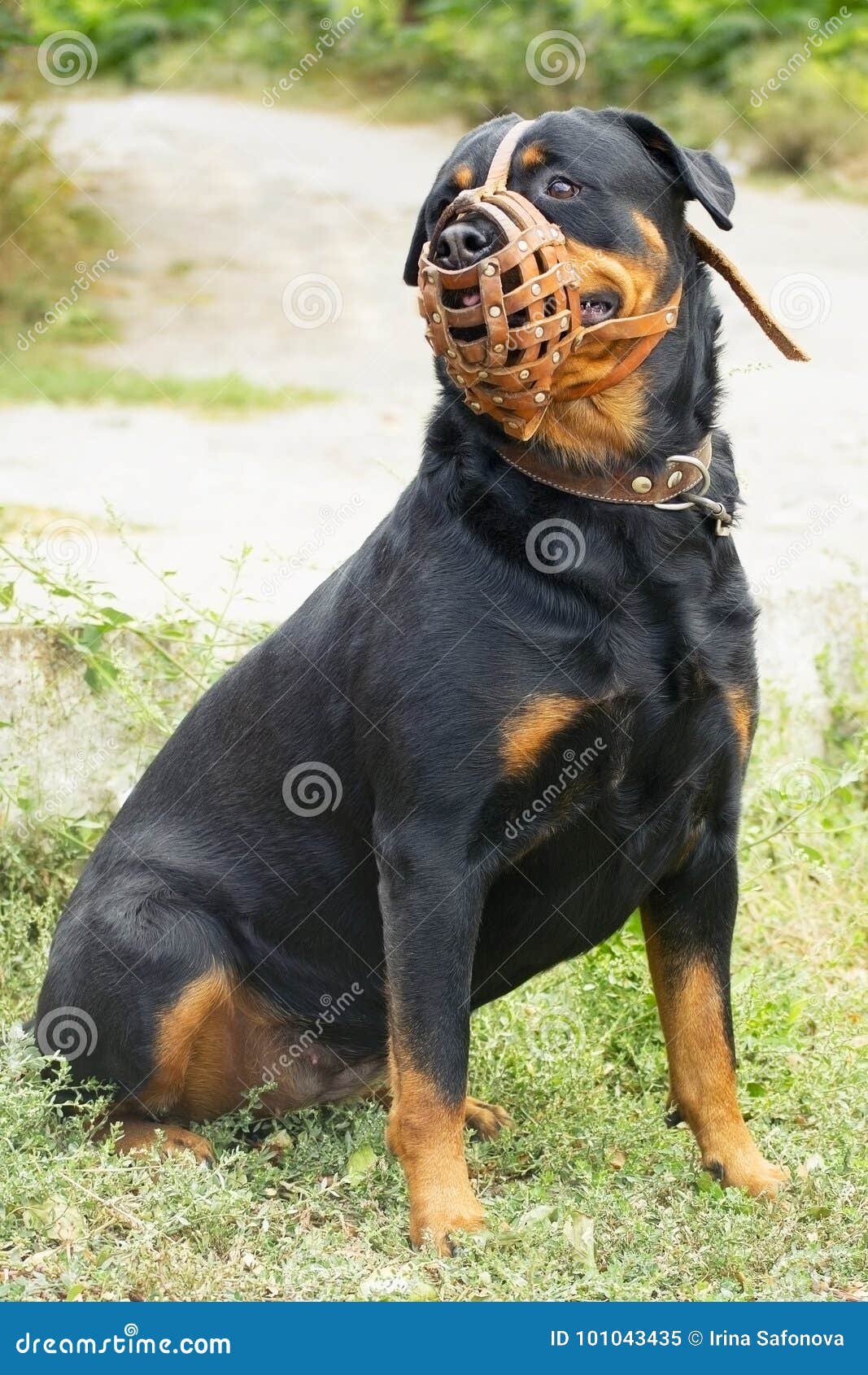 Muzzle rottweiler pedigree stock image. Image of snout - 101043435