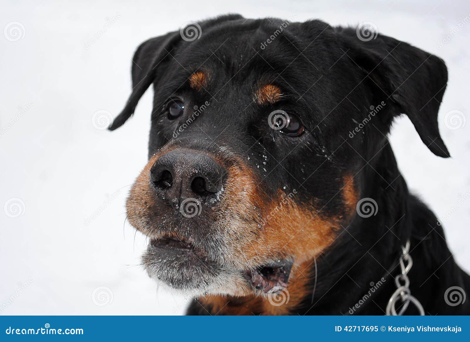 A dog rottweiler stock image. Image of canine, looking - 42717695