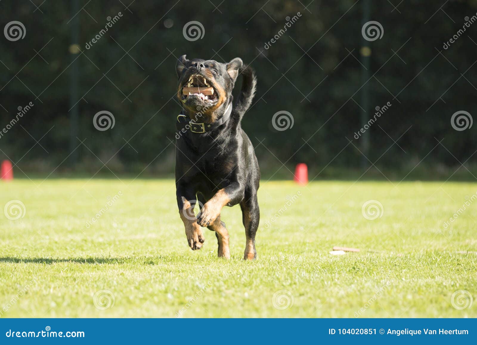 Dog, Rottweiler, Running with Sorting Stick in His Mouth Stock Image ...
