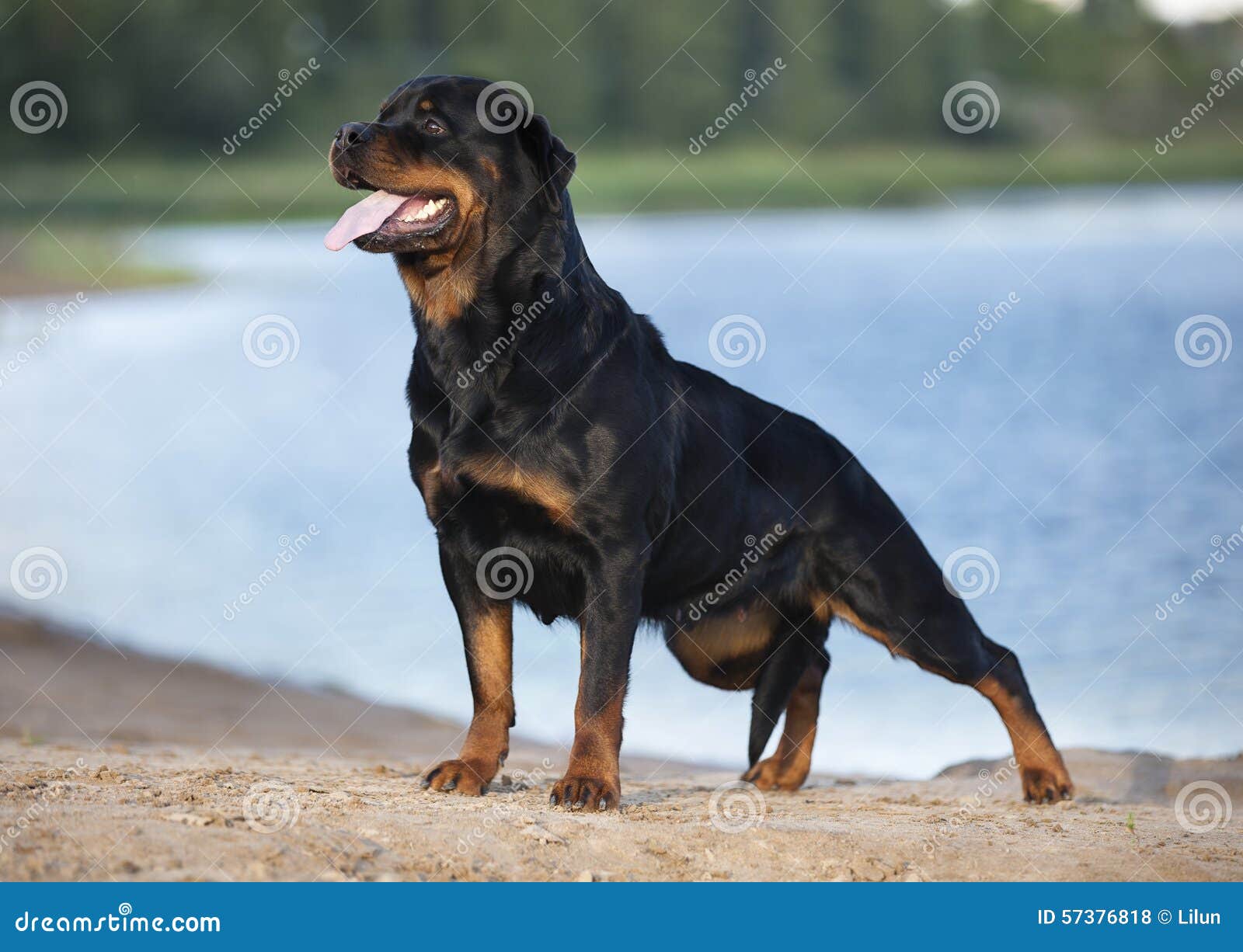 Dog rottweiler stock photo. Image of muscular, front - 57376818