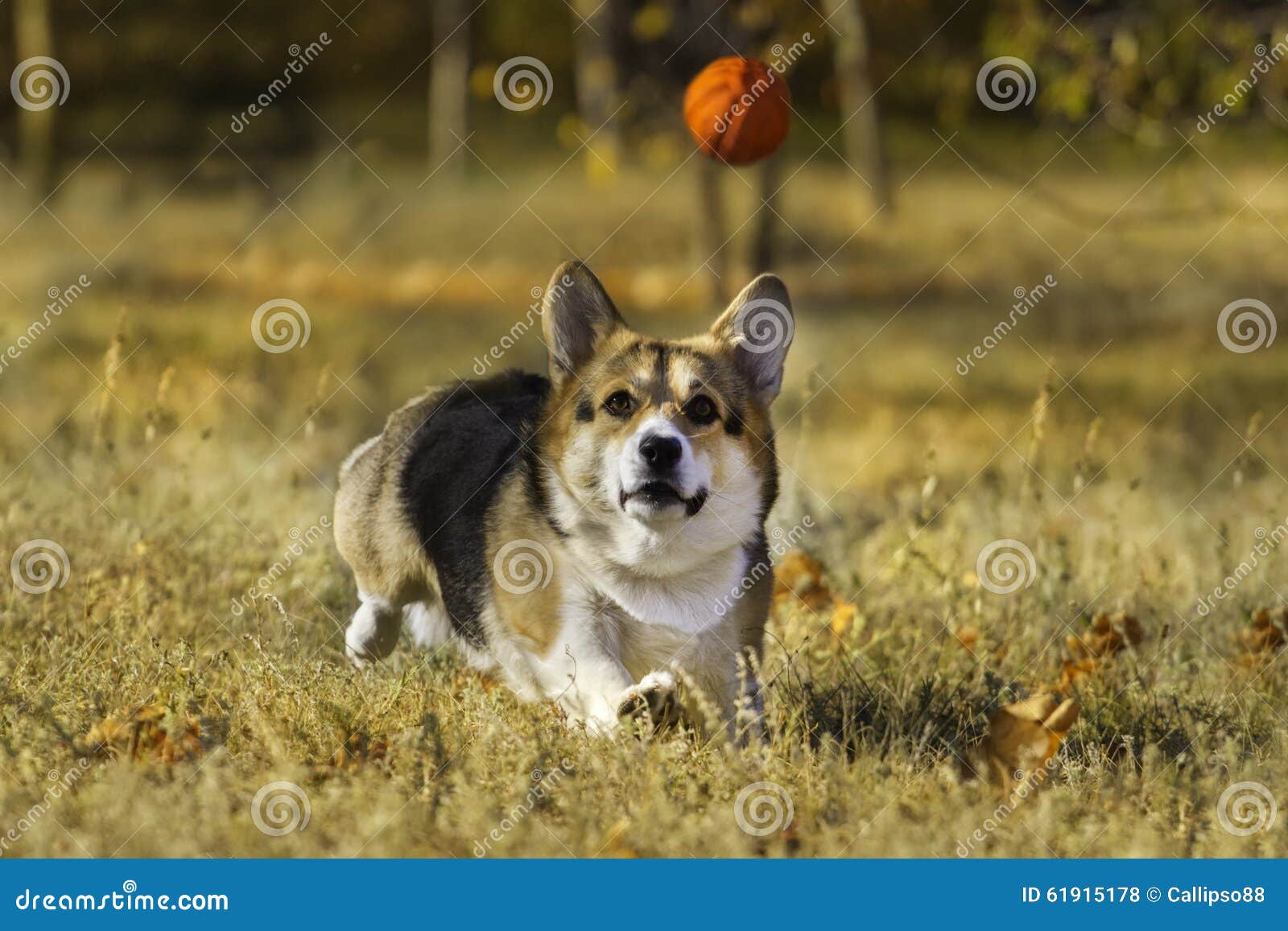 Dog run after a ball stock photo. Image of english, nice - 61915178