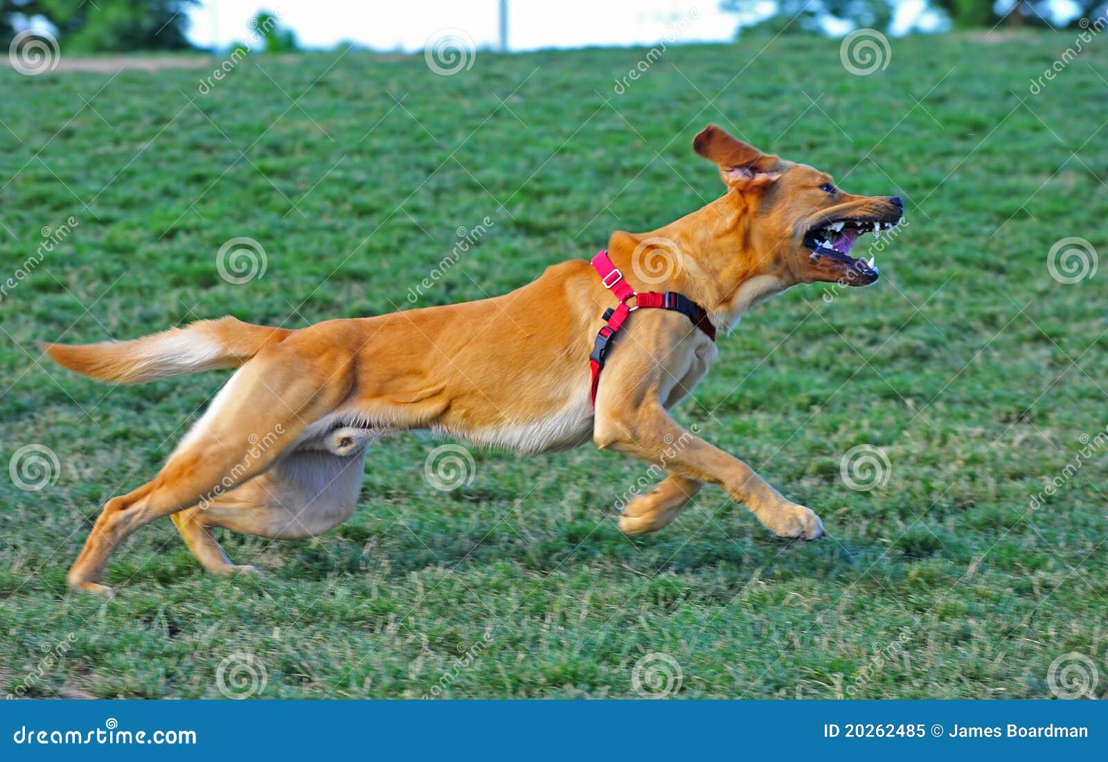Dog on the Run Baring His Teeth Stock Image - Image of harness ...