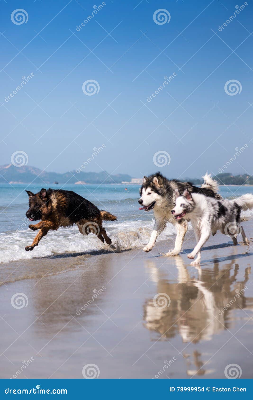 The Dog Run on the Beach at the Seaside Stock Photo - Image of outdoor ...