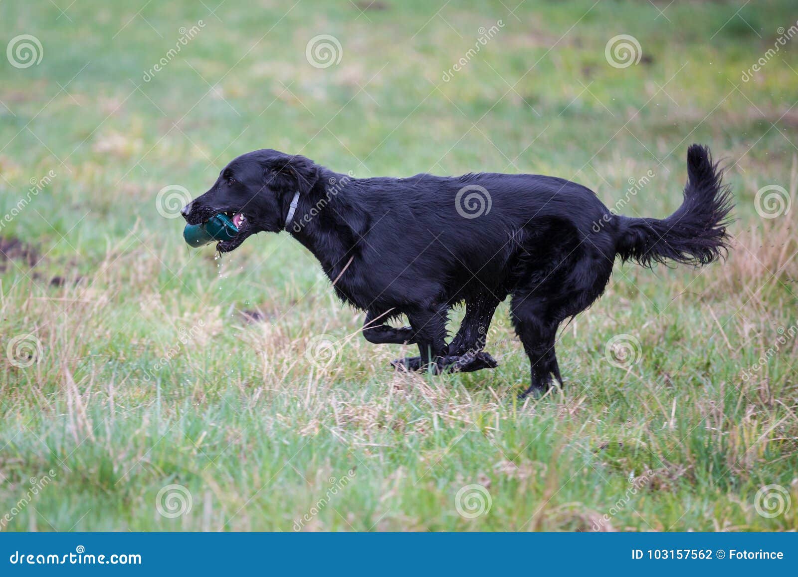 Dog on the run. stock photo. Image of natural, movement - 103157562