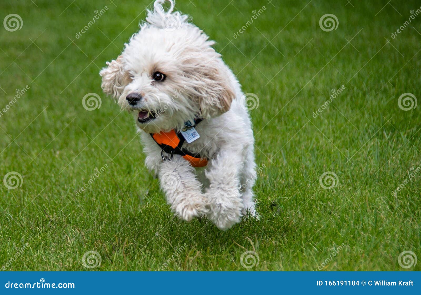 Dog on the Run stock photo. Image of looks, cute, cavachon - 166191104
