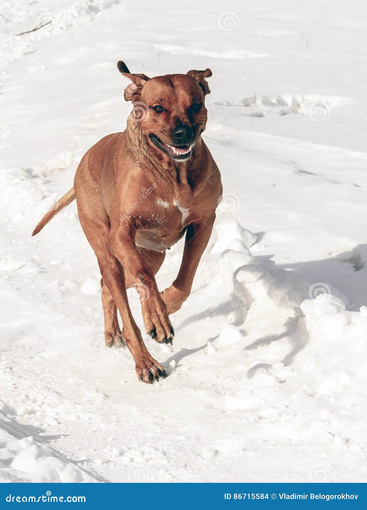 Dog run on hind legs. stock photo. Image of jaws, animal - 86715584