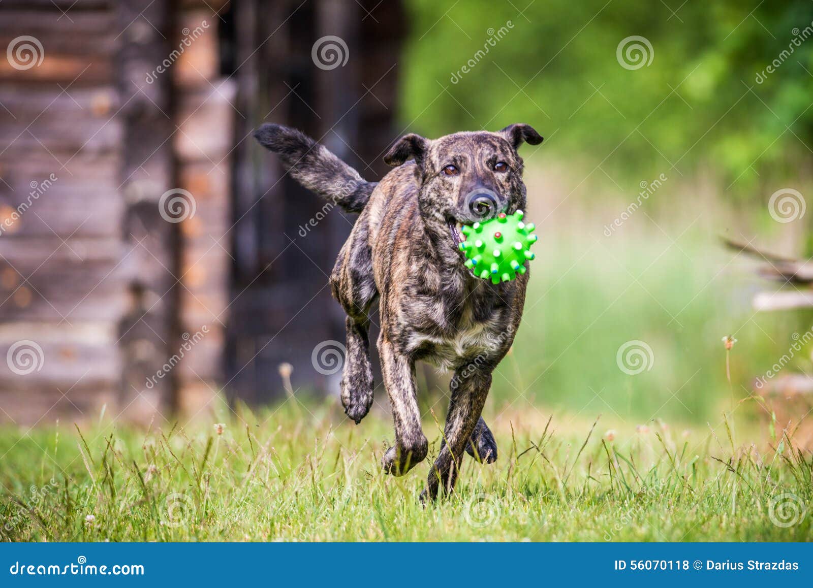 Dog run with toy stock photo. Image of field, nature - 56070118