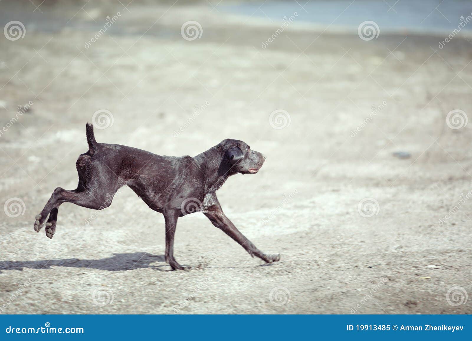 Dog running stock image. Image of highbred, mammal, purebred - 19913485