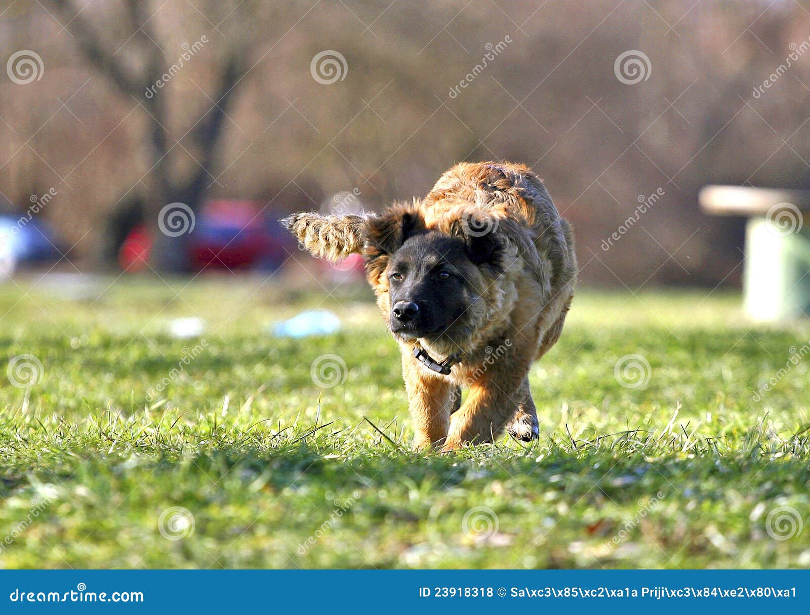 Dog running stock photo. Image of hair, pets, people - 23918318
