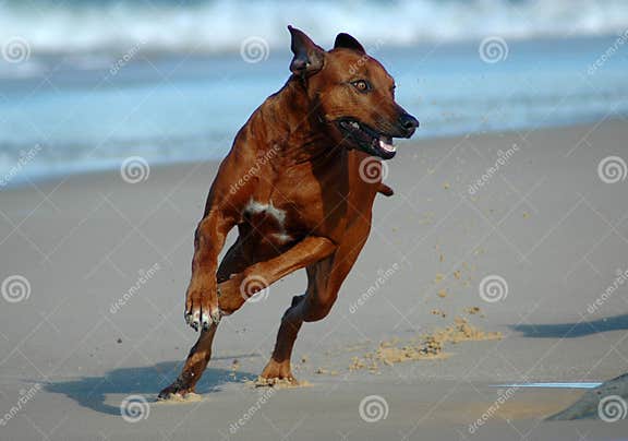 Dog running stock image. Image of excited, jumping, moving - 2431803