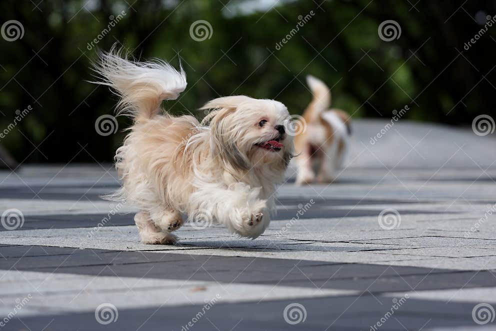 Dog running stock image. Image of cute, animal, breed - 4785241