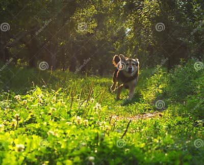 Dog running stock photo. Image of exercise, nature, wildlife - 6563096