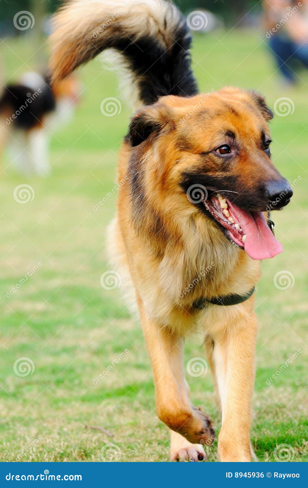 Dog running stock photo. Image of animal, pure, fast, hearty - 8945936