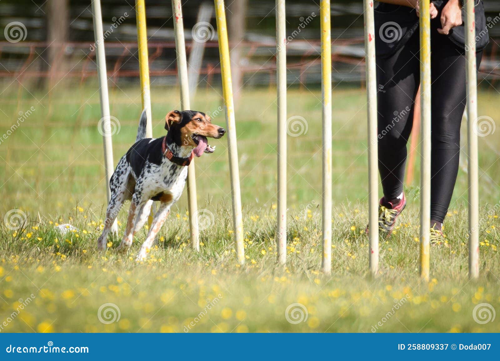 Dog is Running on Agility Training Slalom. Stock Image - Image of park ...