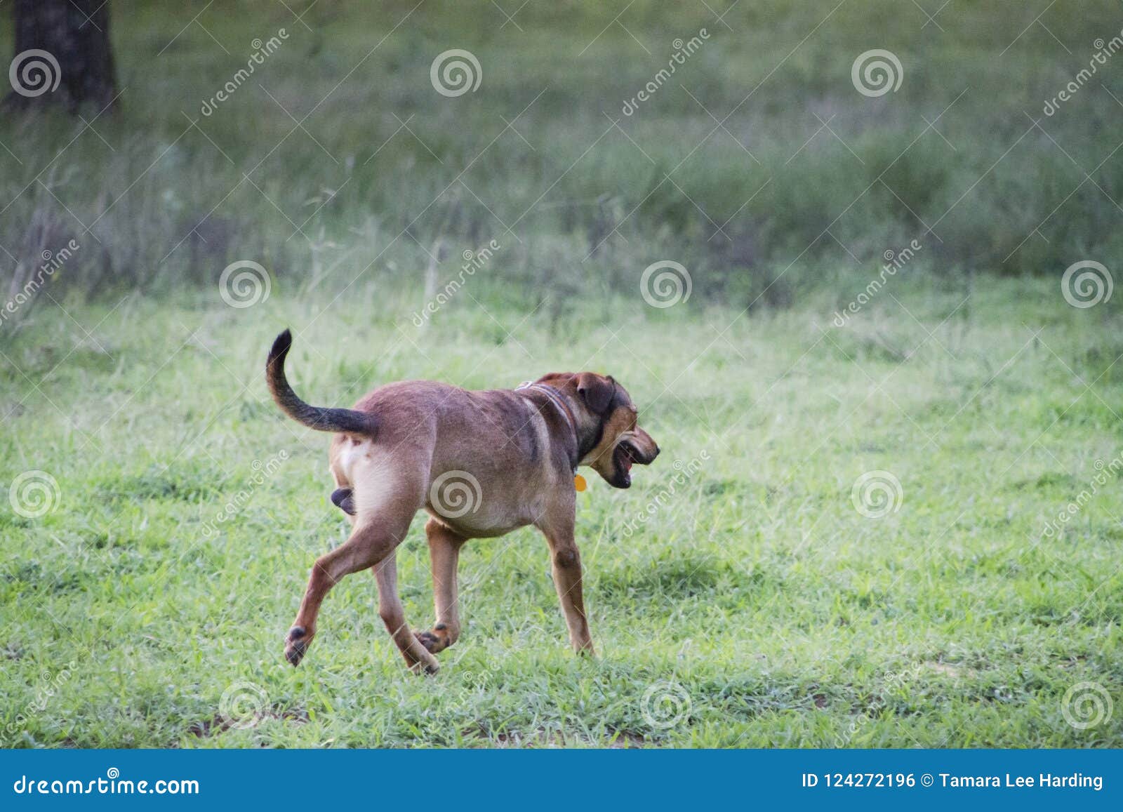 Dog Running Away, Intact Male Mixed Breed Leaving Stock Photo - Image ... Dog Running Away, Intact Male Mixed Breed Leaving Stock Photo - Image ...