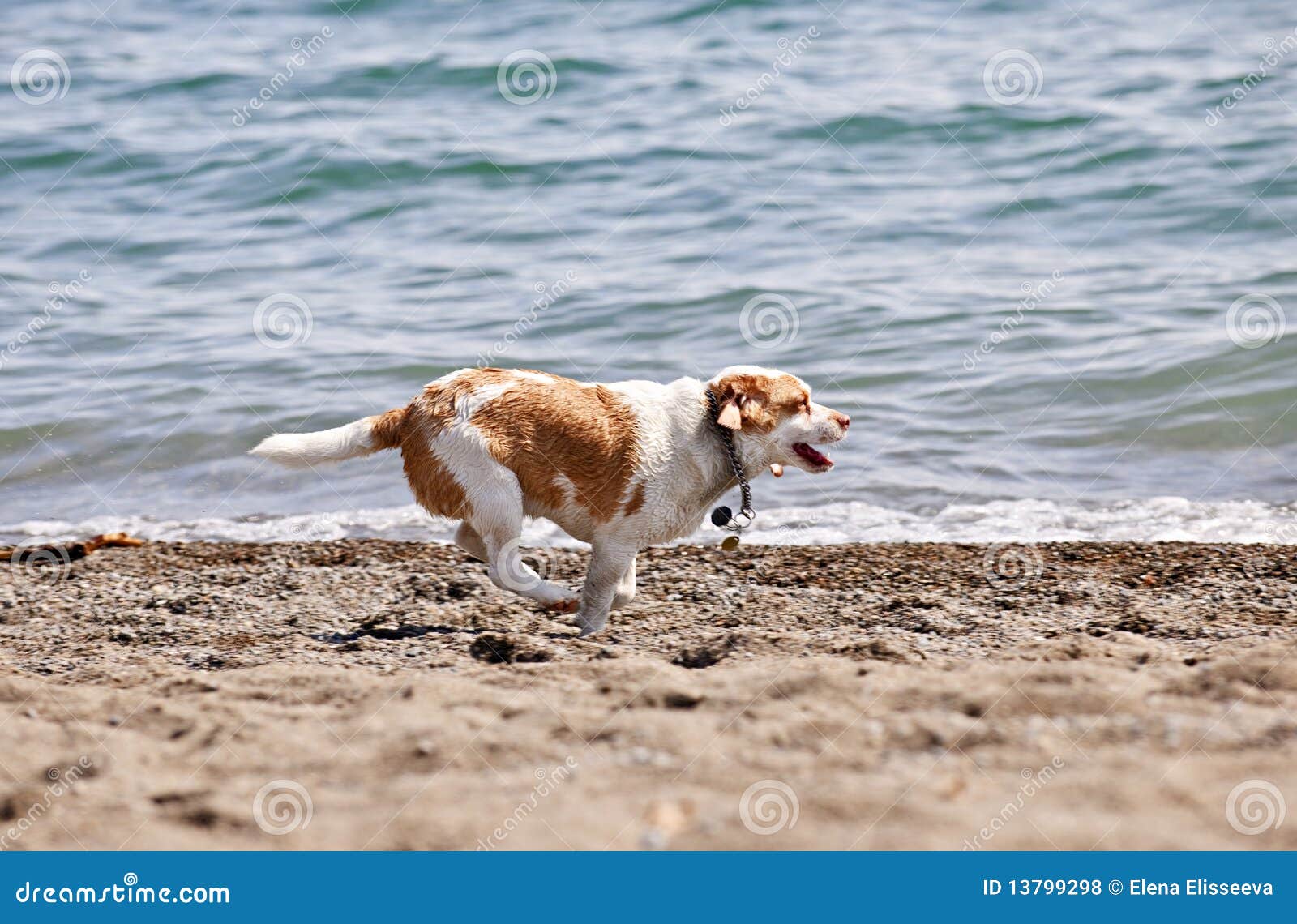 Dog running on beach stock photo. Image of mutt, fetching - 13799298